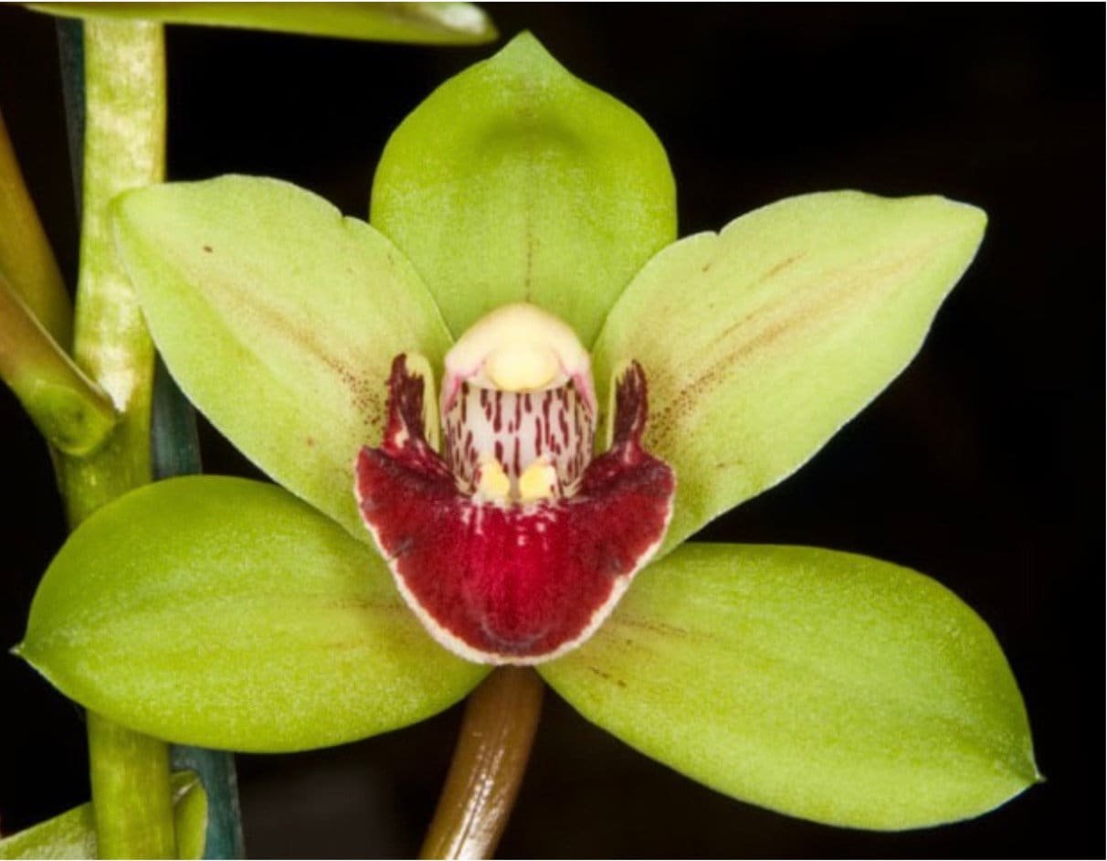 Cymbidium Peter Pan Warm Tolerant (3.5″ pot) - Everything Orchids