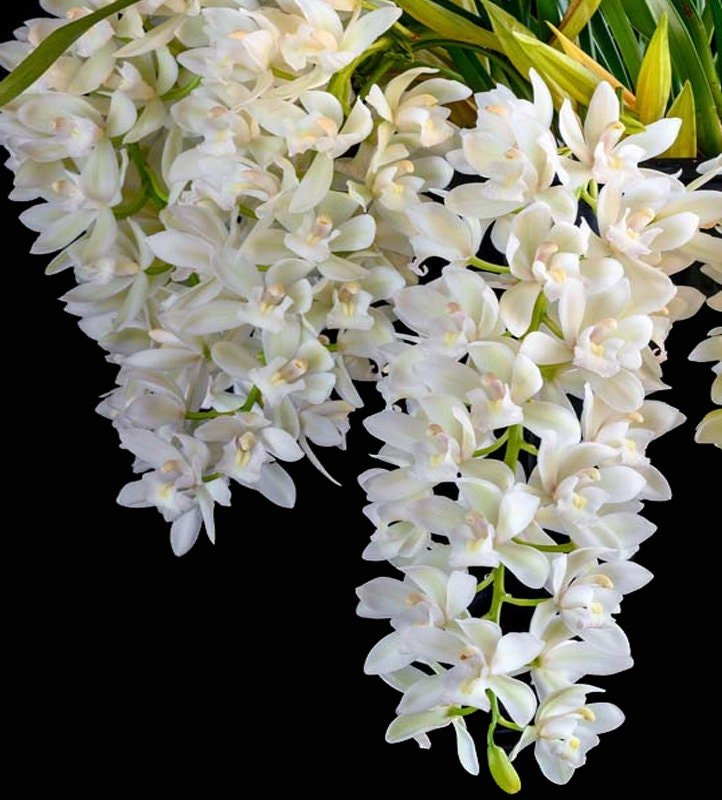 Cymbidium Sarah Jean ‘Ice Cascades’ Fragrant Warm Tolerant Multi ...