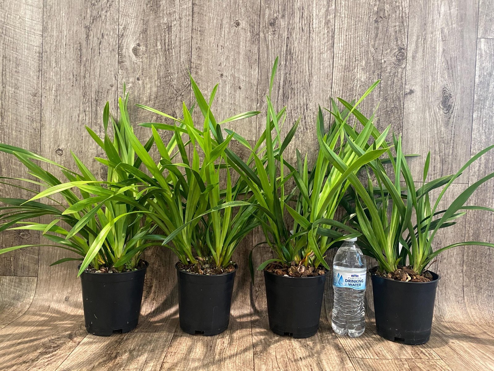 Cymbidium Sarah Jean ‘Ice Cascades’ Fragrant Warm Tolerant Multi ...