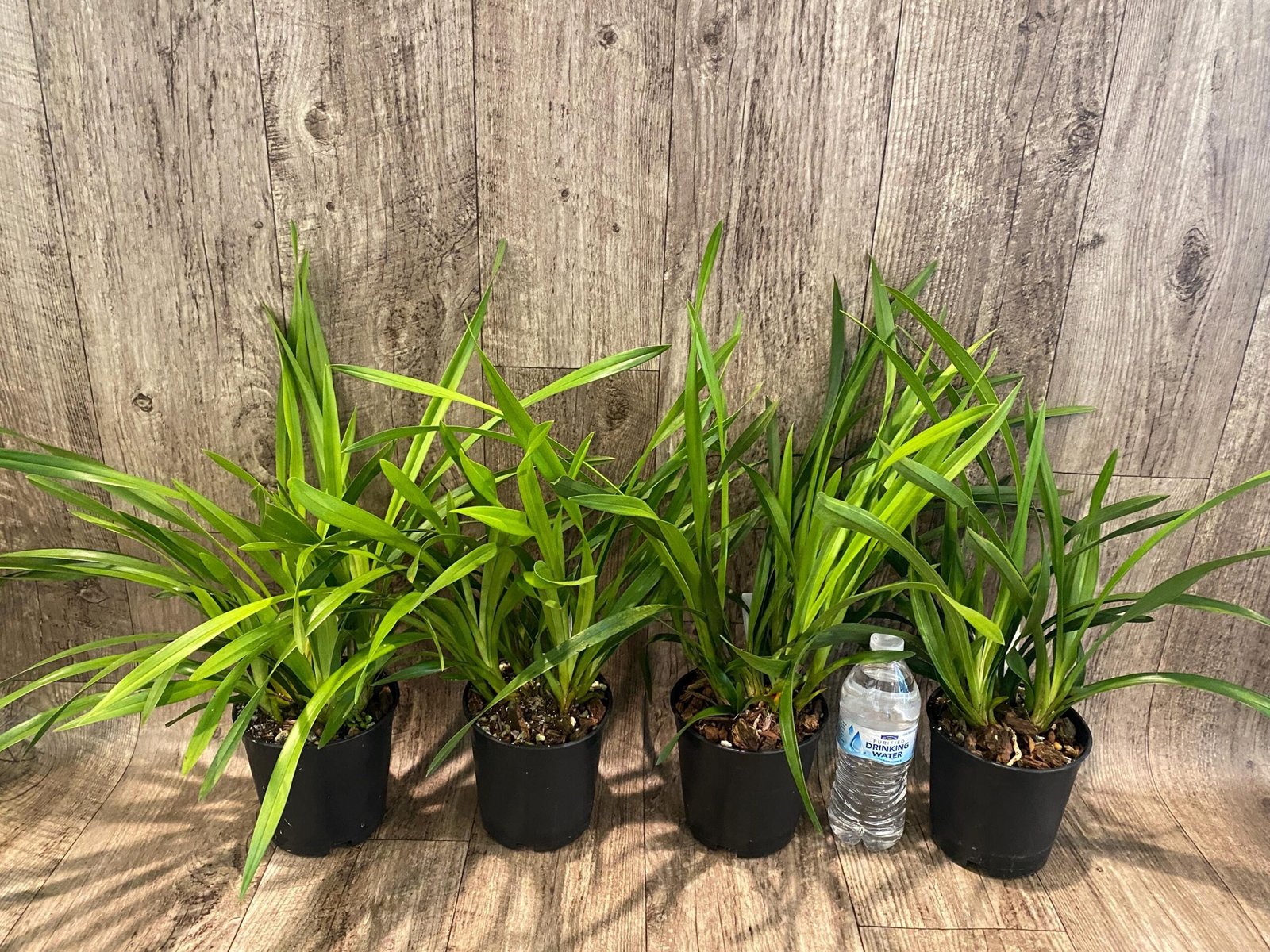 Cymbidium Sarah Jean ‘Ice Cascades’ Fragrant Warm Tolerant Multi ...