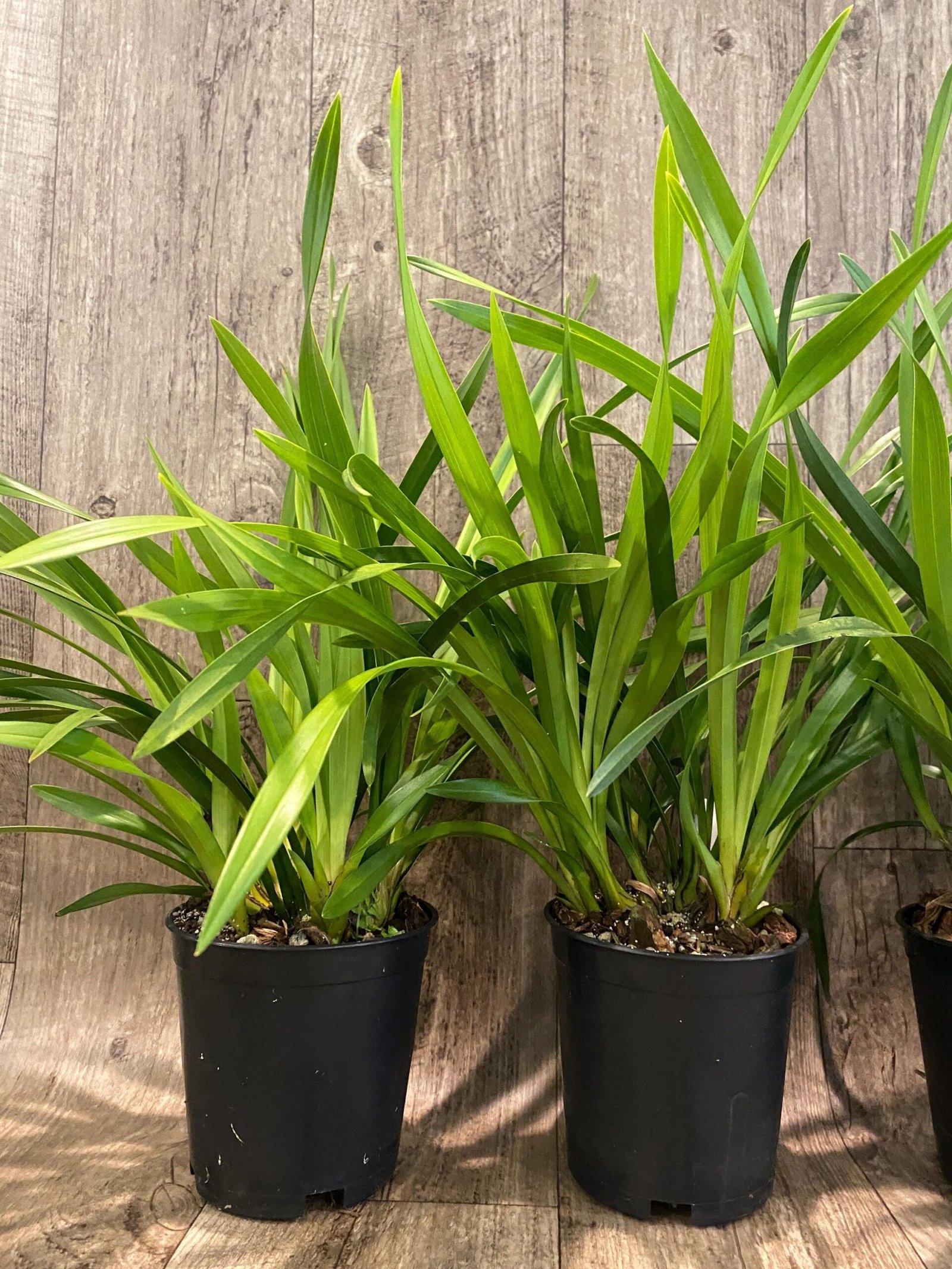 Cymbidium Sarah Jean ‘Ice Cascades’ Fragrant Warm Tolerant Multi ...