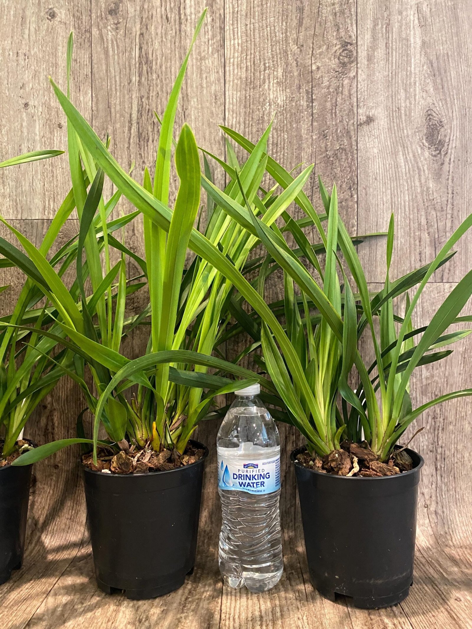 Cymbidium Sarah Jean ‘Ice Cascades’ Fragrant Warm Tolerant Multi ...