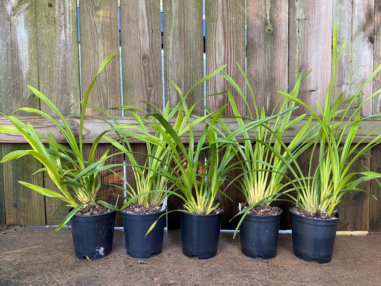 Cymbidium Shirley May Walker x Portuguese Passion ‘Tudor Snow’ (5″ pot ...