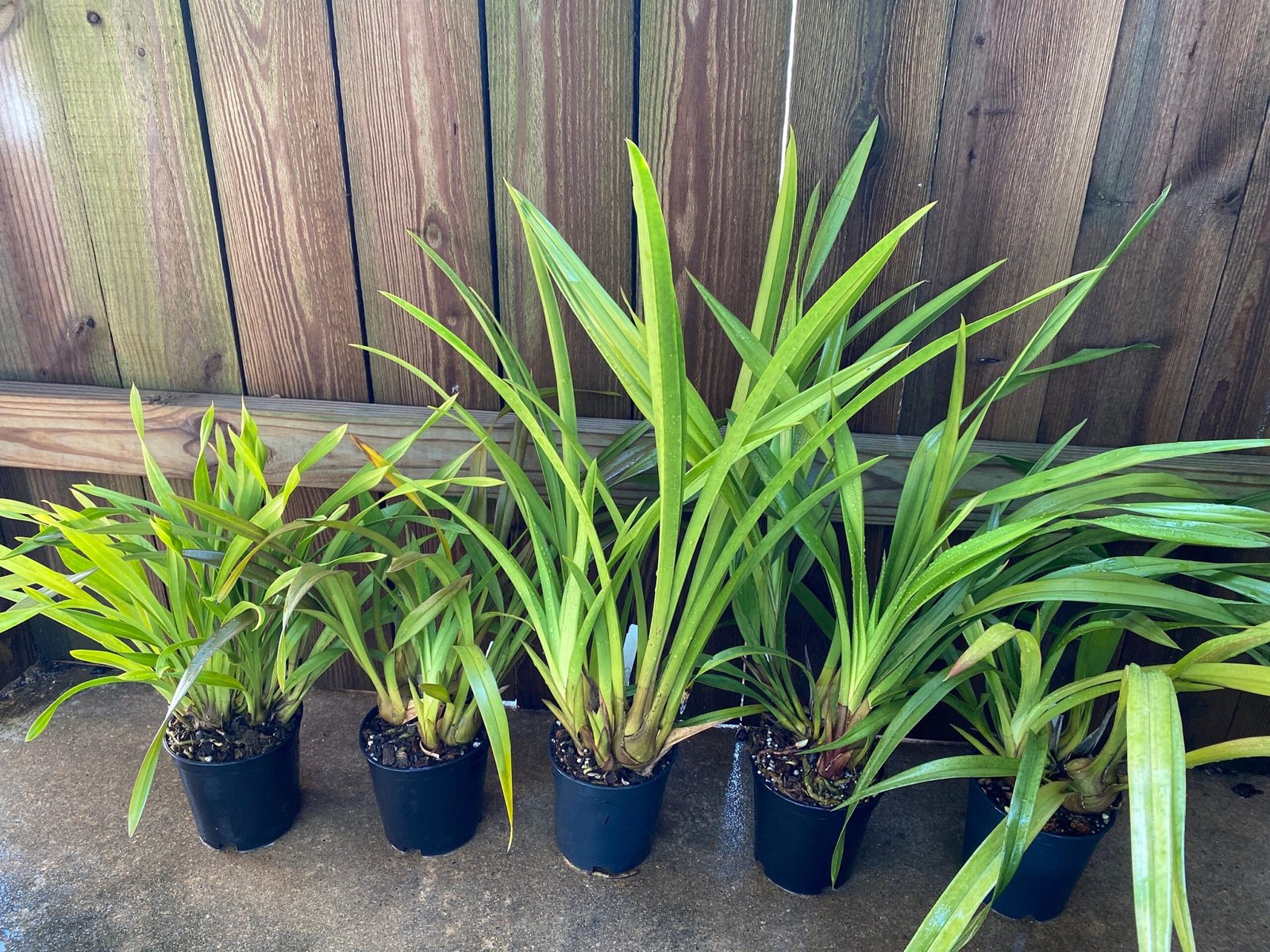 Cymbidium Warmly Passionate x Cymbidium Cumberland Blues (5″ pot ...