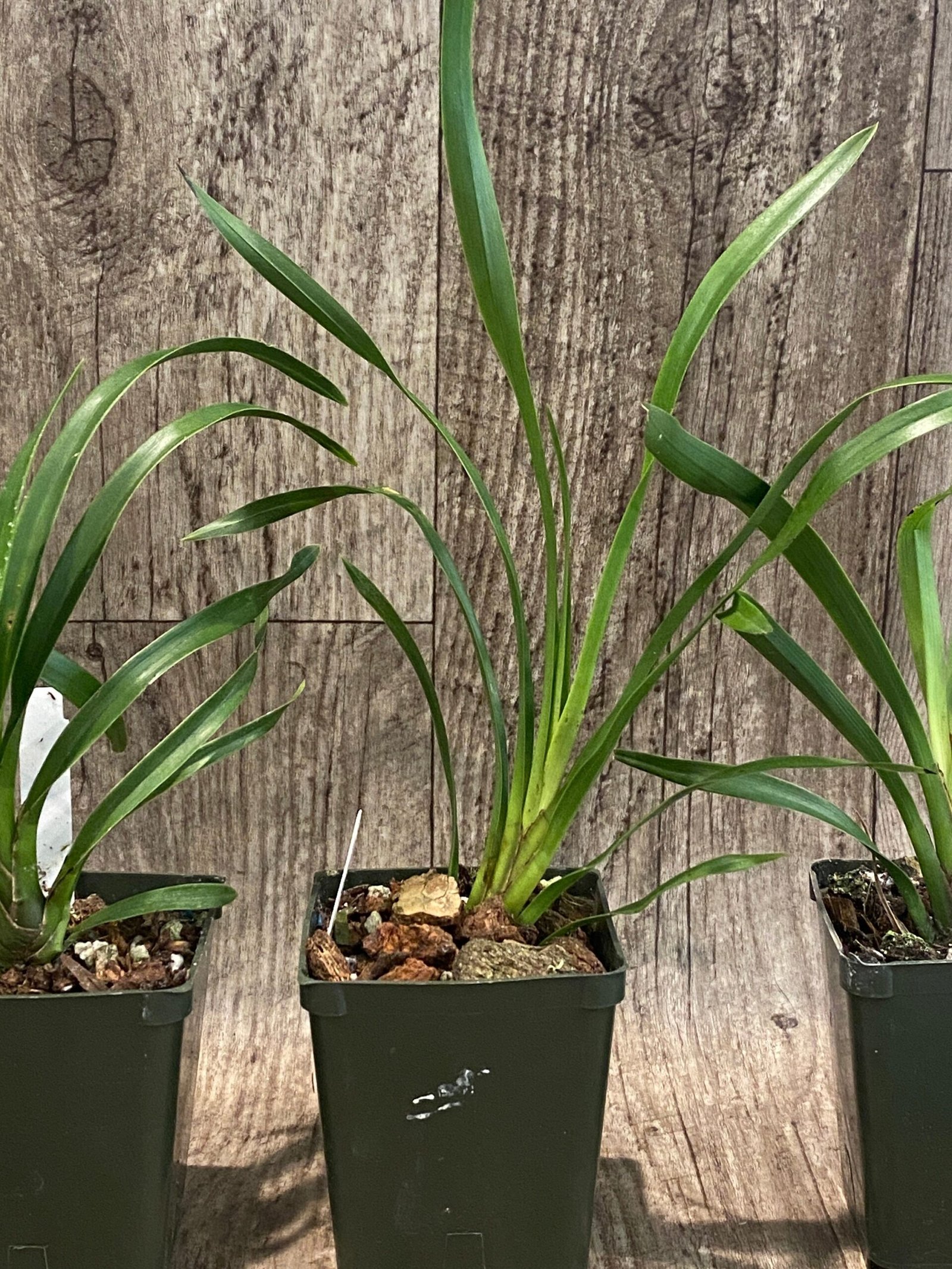 Cymbidium Yai ‘Monica’ Cool Tolerant (3.5″ pot) - Everything Orchids