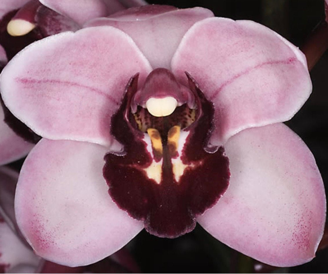 Cymbidium Yai ‘Monica’ Cool Tolerant (3.5″ pot) - Everything Orchids