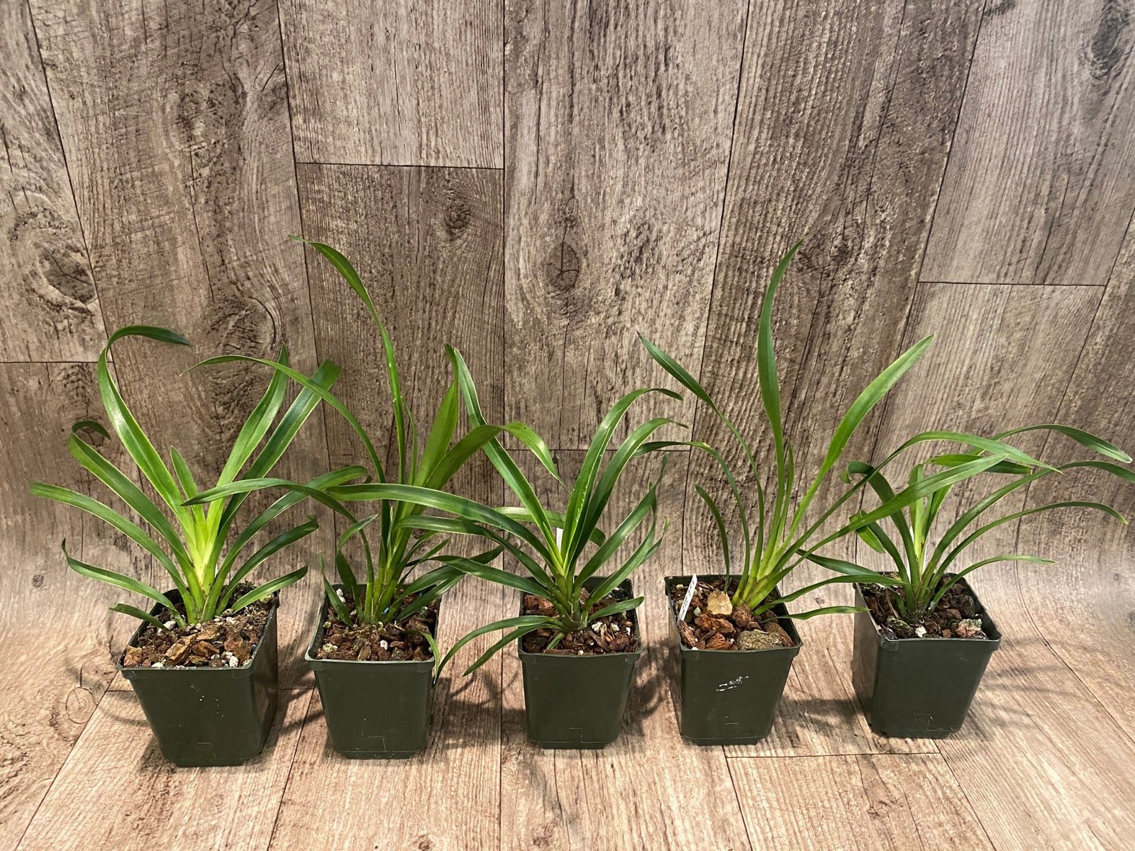 Cymbidium Yai ‘Monica’ Cool Tolerant (3.5″ pot) - Everything Orchids
