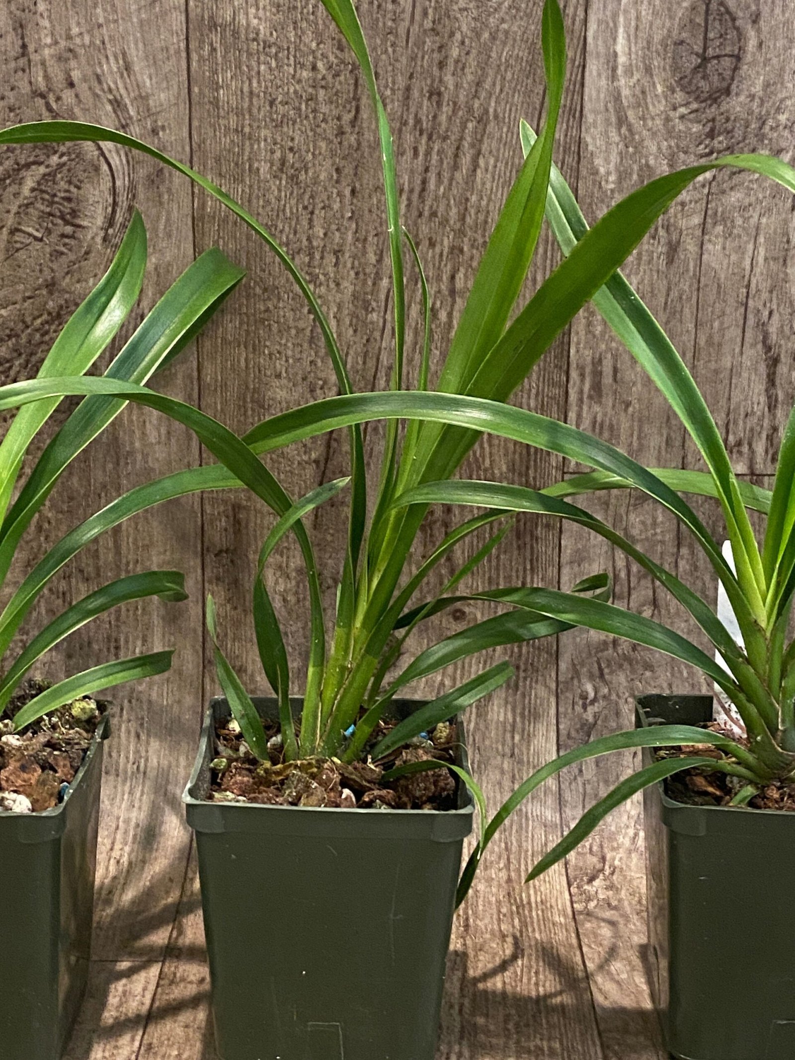 Cymbidium Yai ‘Monica’ Cool Tolerant (3.5″ pot) - Everything Orchids