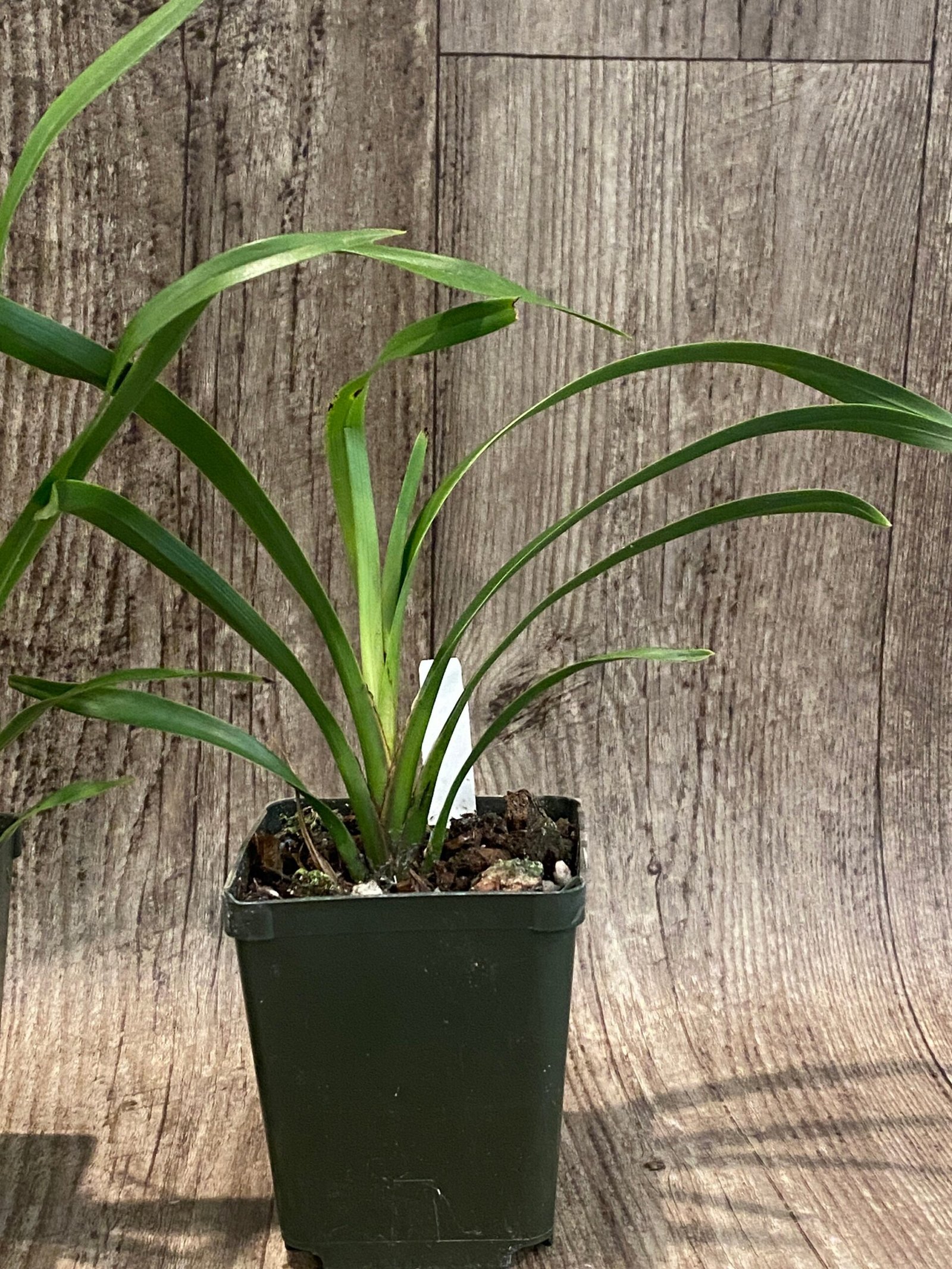 Cymbidium Yai ‘Monica’ Cool Tolerant (3.5″ pot) - Everything Orchids