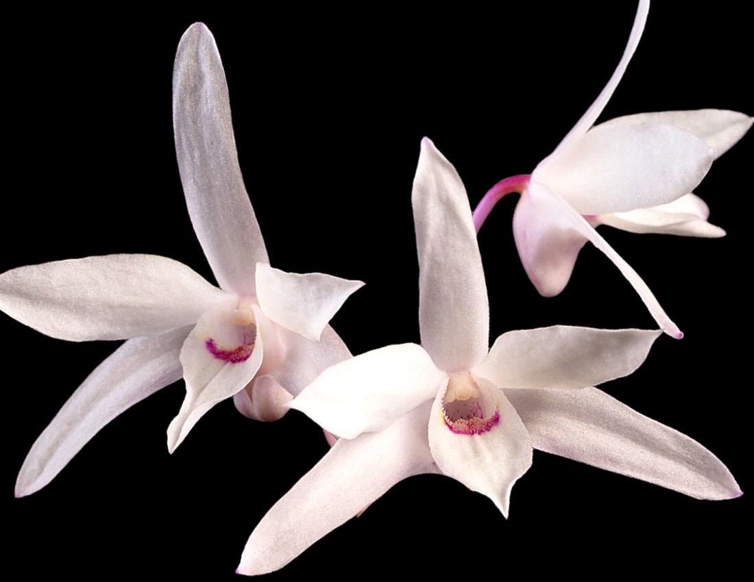 Variegated Dendrobium affine moniliforme (2” pot) - Everything Orchids
