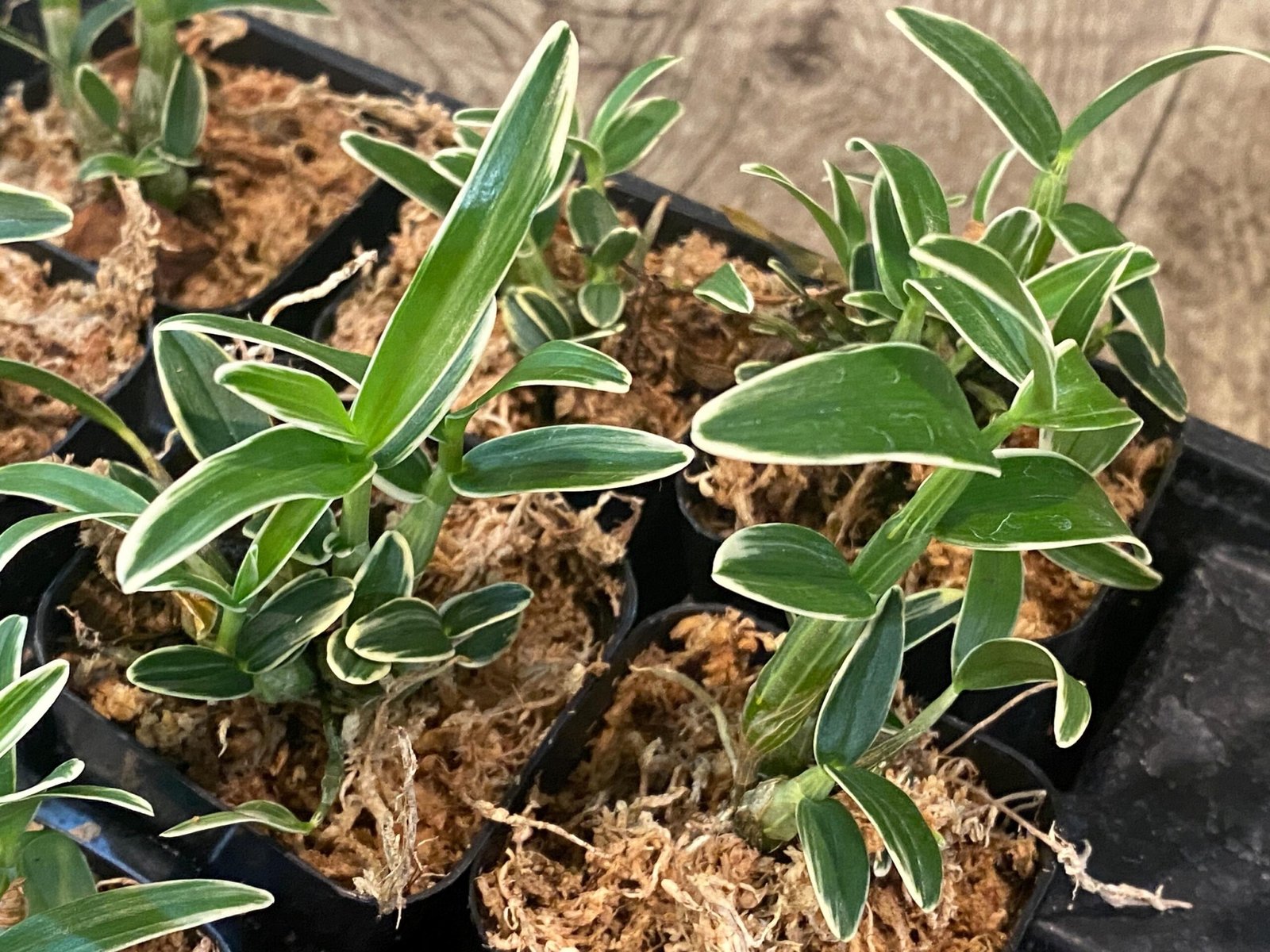 Variegated Dendrobium affine moniliforme (2” pot) - Everything Orchids