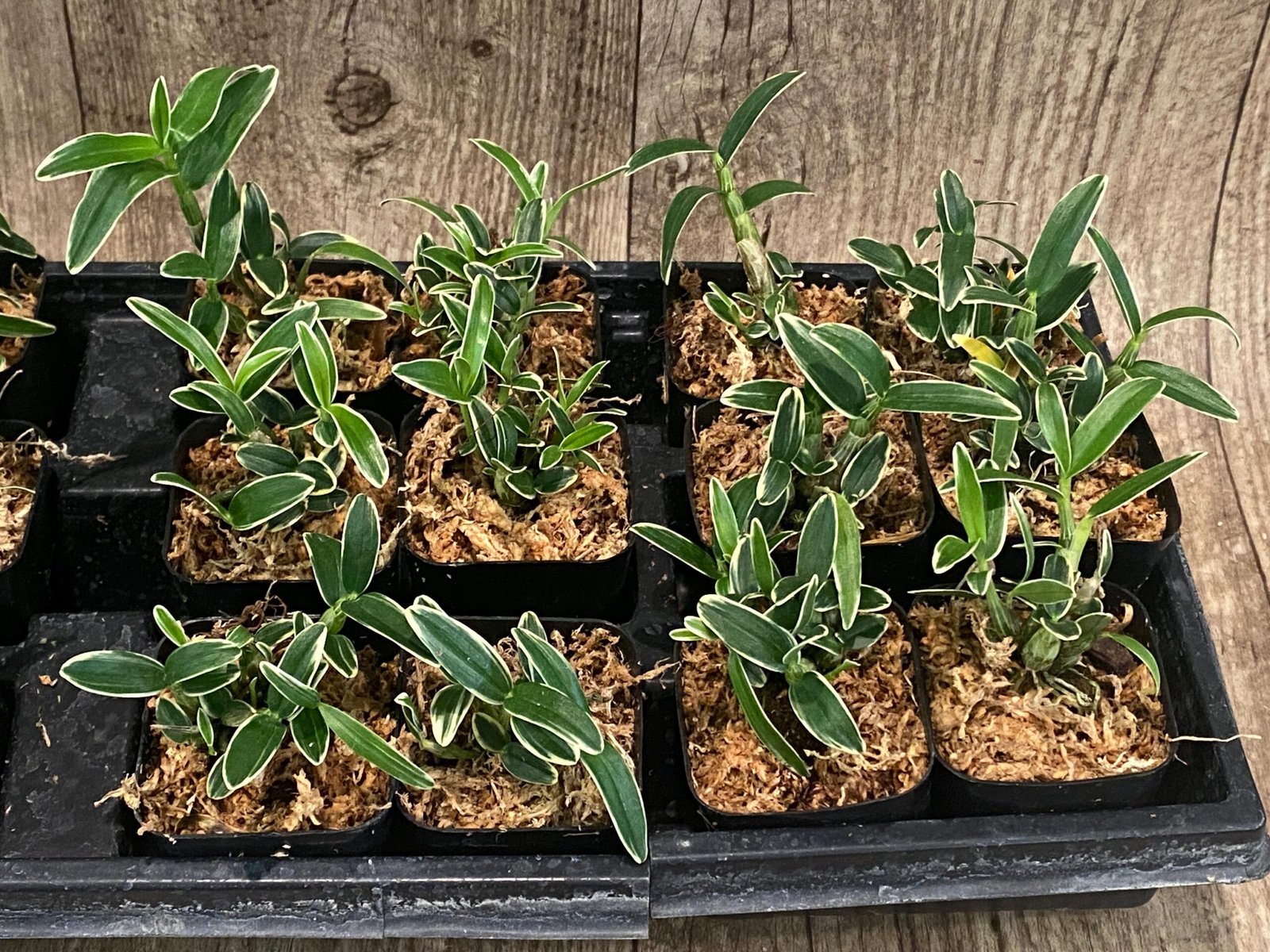 Variegated Dendrobium affine moniliforme (2” pot) - Everything Orchids