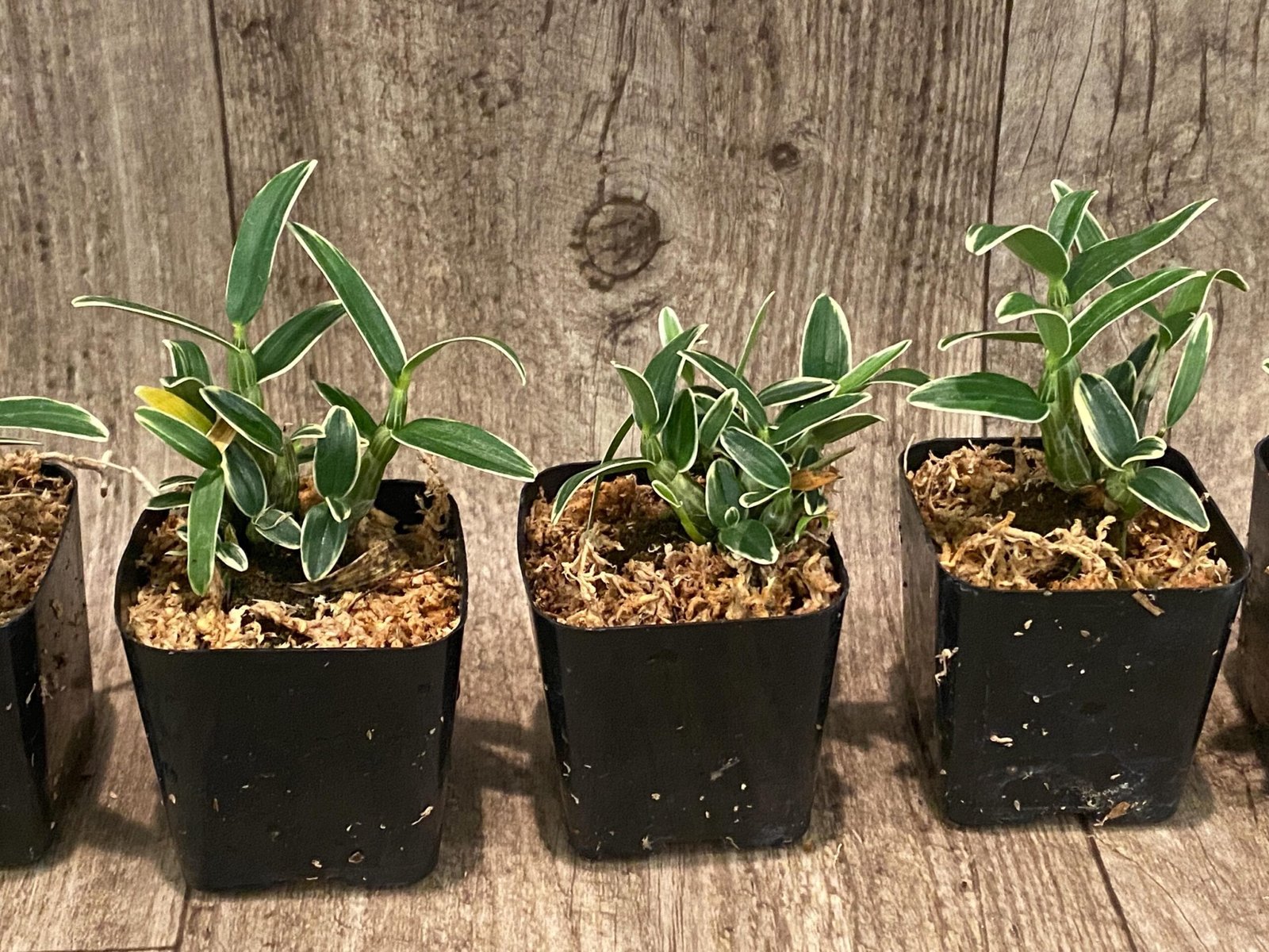 Variegated Dendrobium affine moniliforme (2” pot) - Everything Orchids