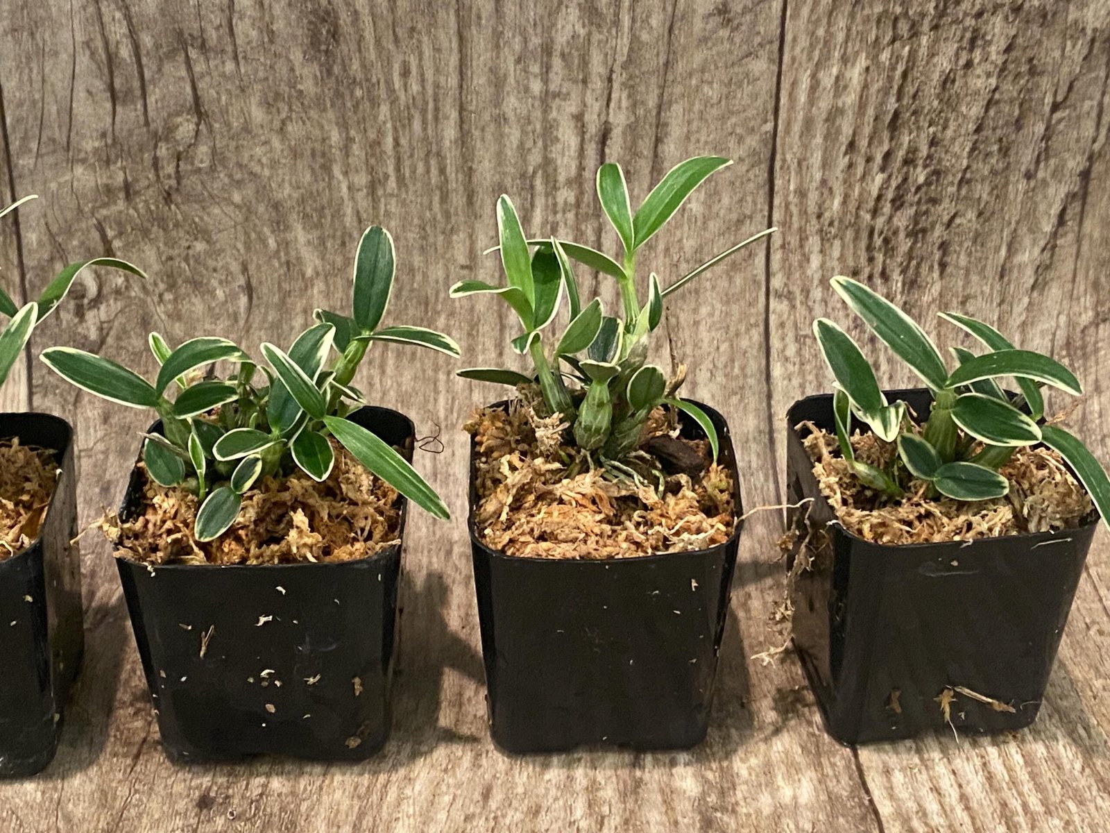 Variegated Dendrobium affine moniliforme (2” pot) - Everything Orchids