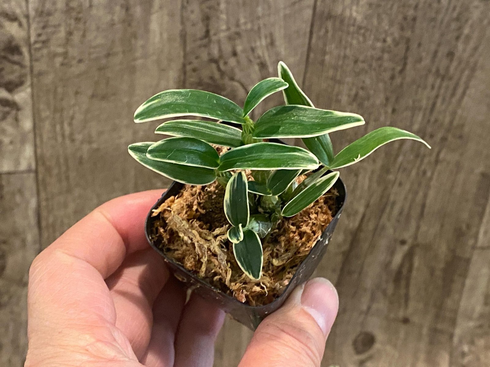 Variegated Dendrobium affine moniliforme (2” pot) - Everything Orchids
