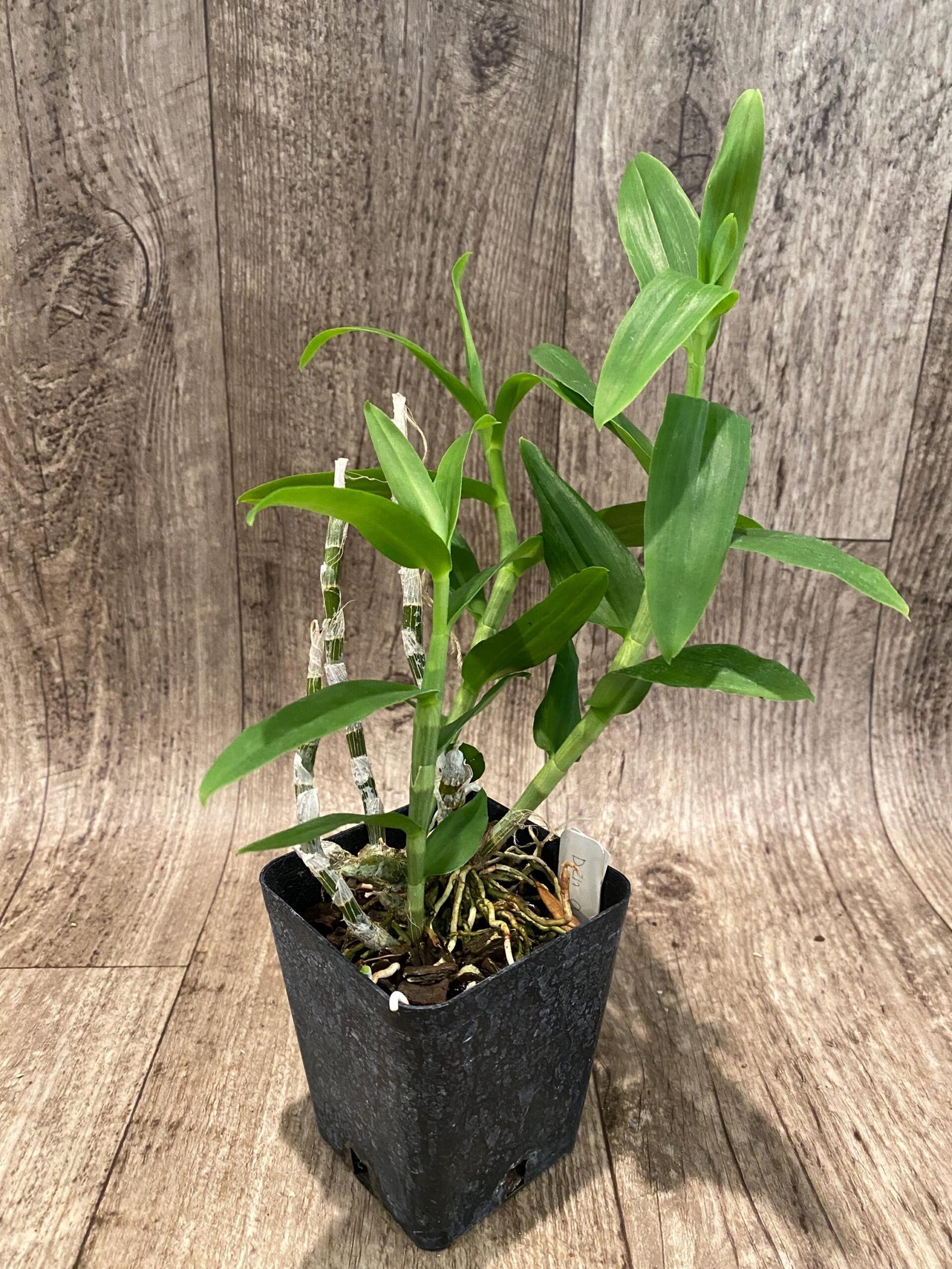 Dendrobium anosmum ‘Lavender’ (3.5” pot) - Everything Orchids