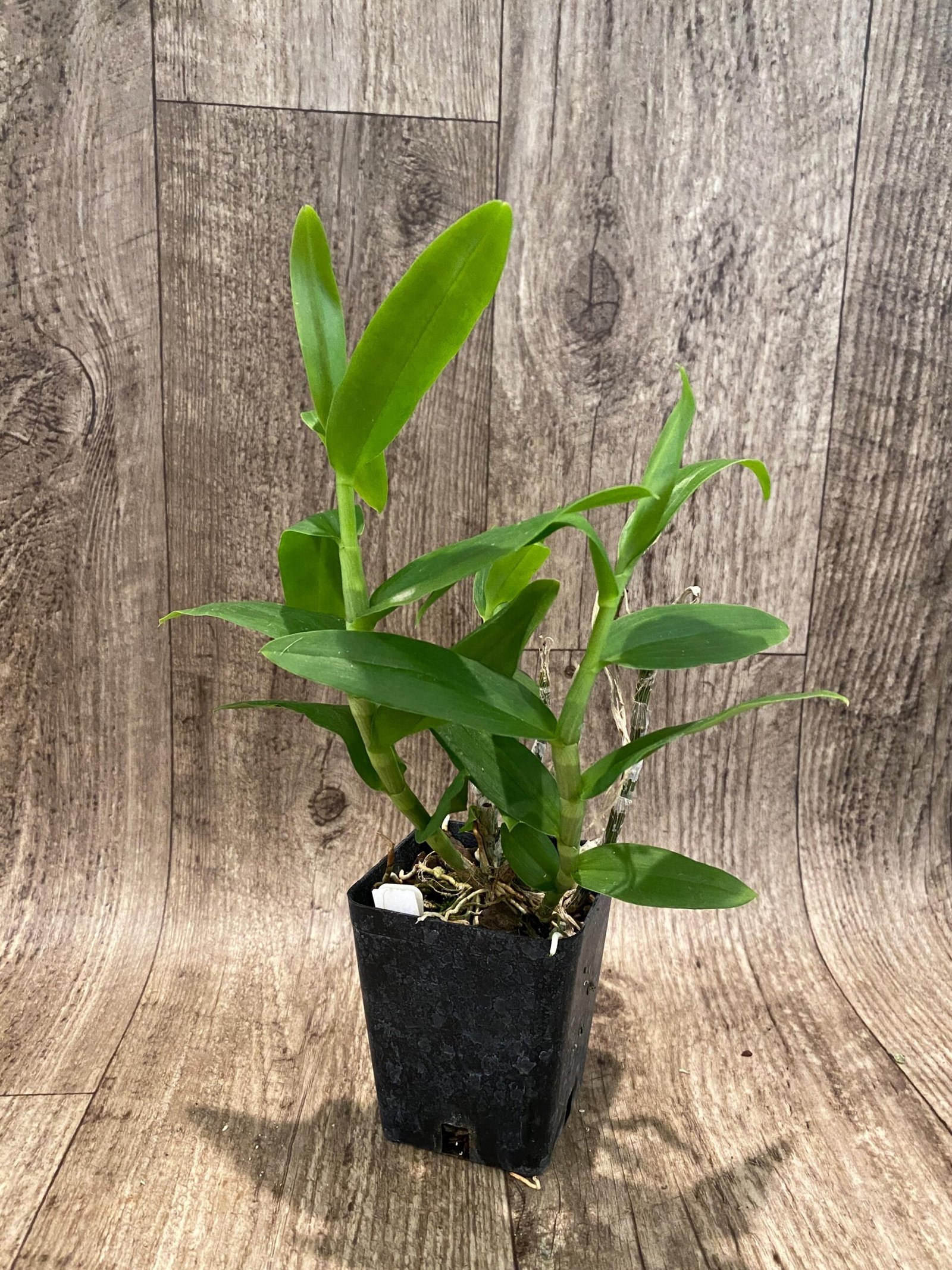 Dendrobium anosmum ‘Lavender’ (3.5” pot) - Everything Orchids