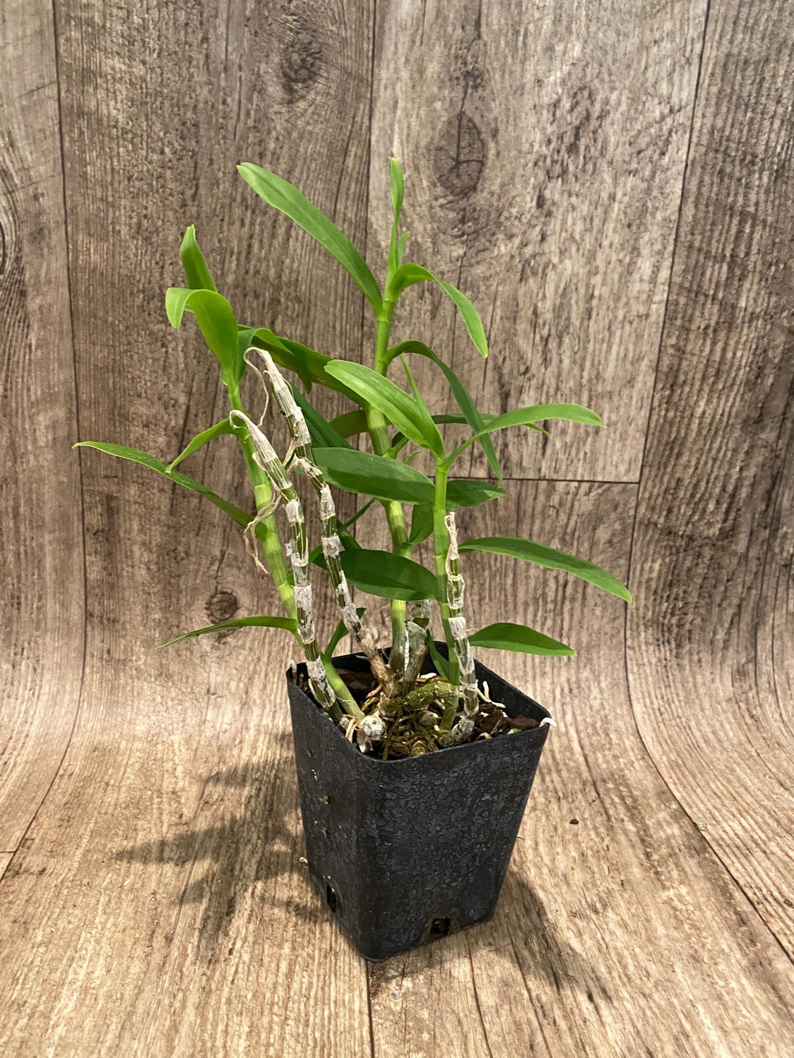 Dendrobium anosmum ‘Lavender’ (3.5” pot) - Everything Orchids