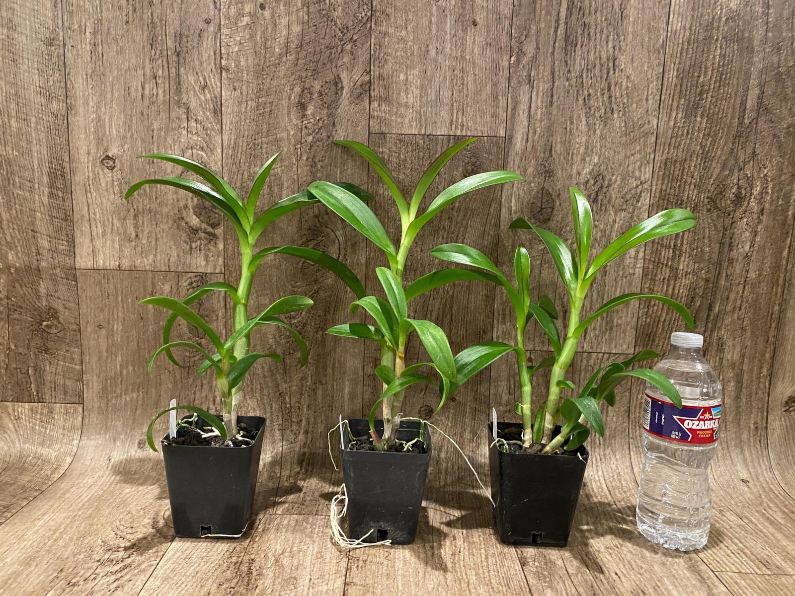 Dendrobium Burana Emerald (3.5” pot) - Everything Orchids