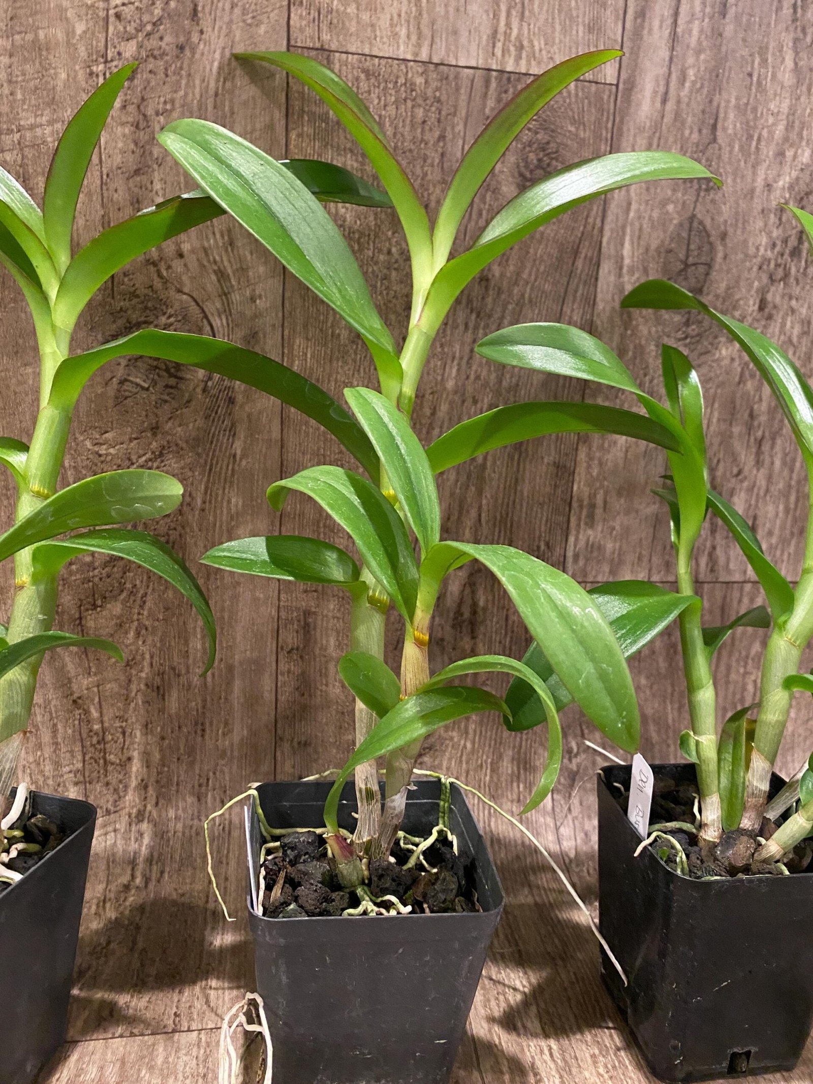Dendrobium Burana Emerald (3.5” pot) - Everything Orchids