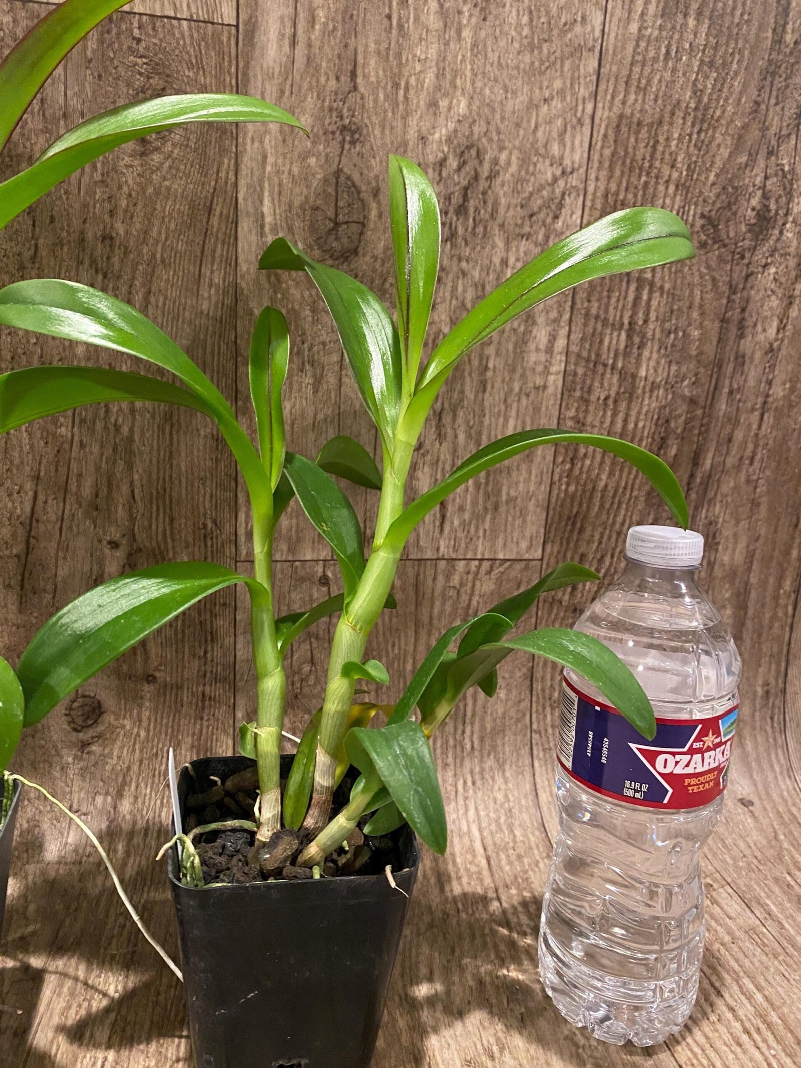 Dendrobium Burana Emerald (3.5” pot) - Everything Orchids