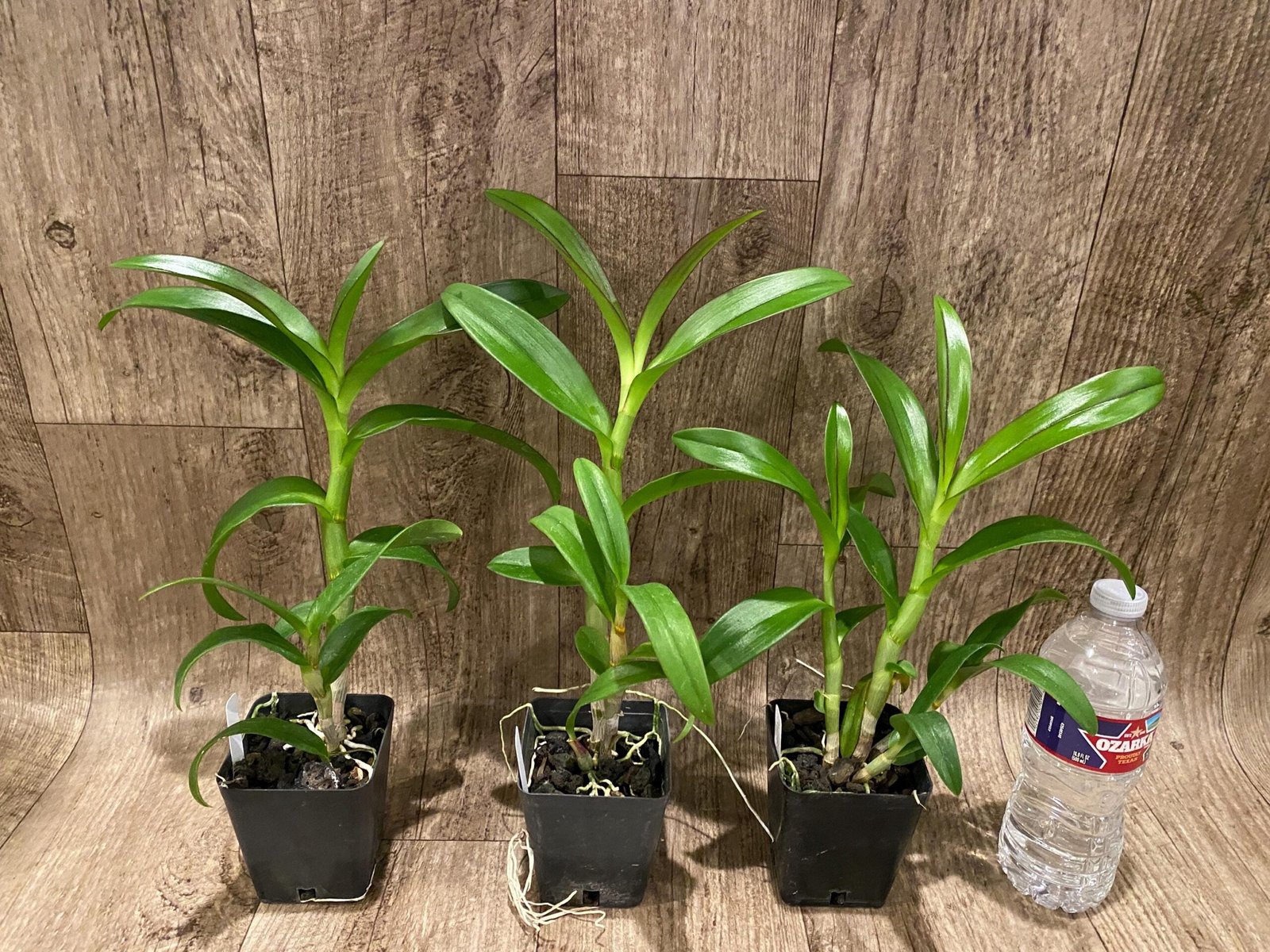 Dendrobium Burana Emerald (3.5” pot) - Everything Orchids