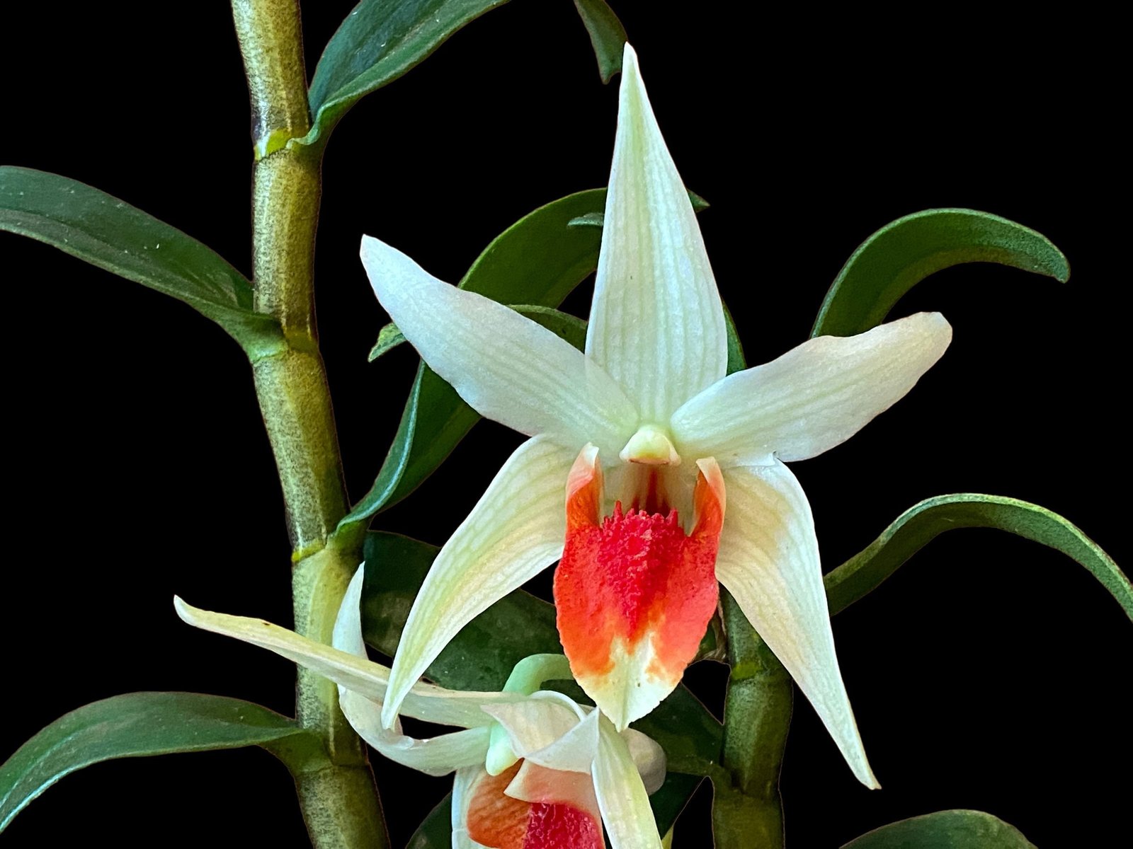 Dendrobium Dawn Maree x Den. Peng Seng (3” Pot) - Everything Orchids