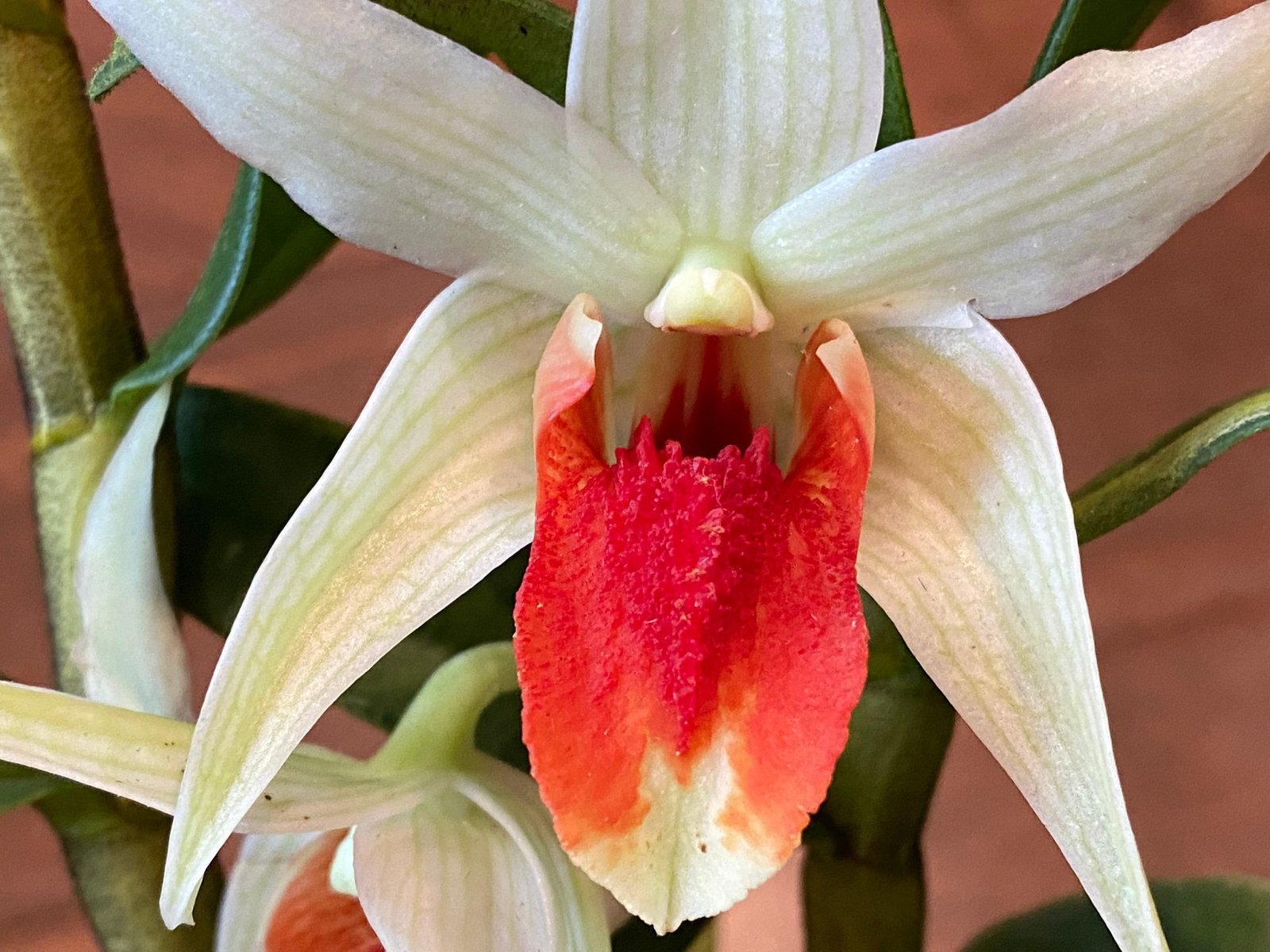 Dendrobium Dawn Maree x Den. Peng Seng (3” Pot) - Everything Orchids
