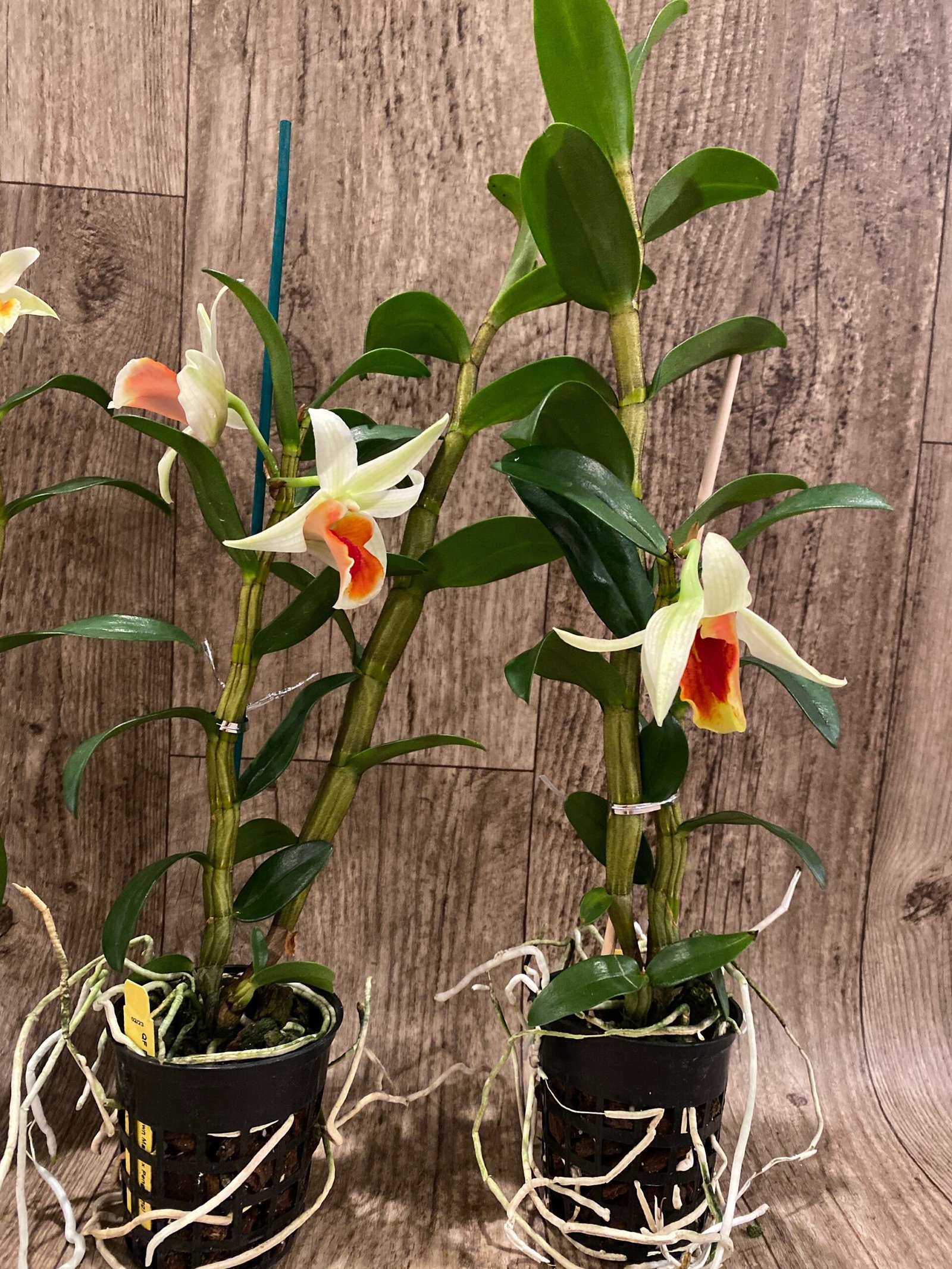 Dendrobium Dawn Maree x Den. Peng Seng (3” Pot) - Everything Orchids