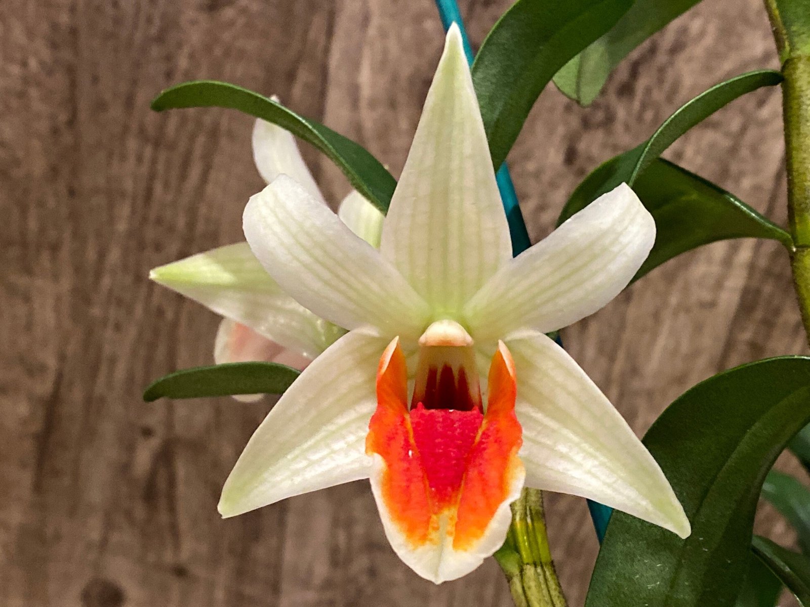 Dendrobium Dawn Maree x Den. Peng Seng (3” Pot) - Everything Orchids