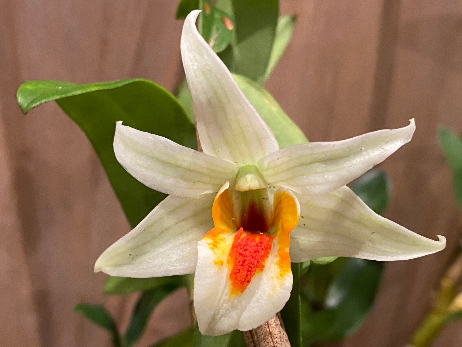 Dendrobium Frosty Dawn x Peng Seng (4″ pot) - Everything Orchids
