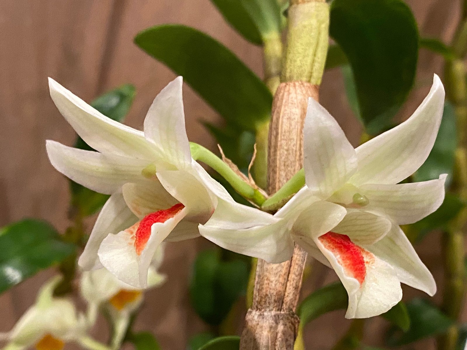 Dendrobium Frosty Dawn x Peng Seng (4″ pot) - Everything Orchids