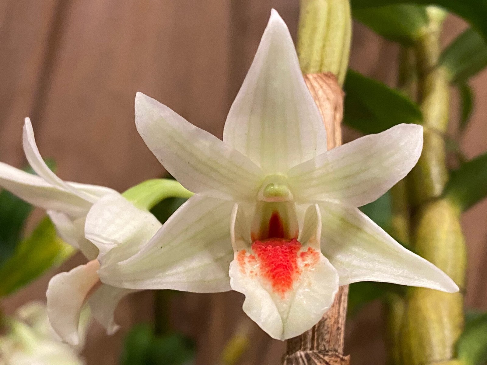Dendrobium Frosty Dawn x Peng Seng (4″ pot) - Everything Orchids