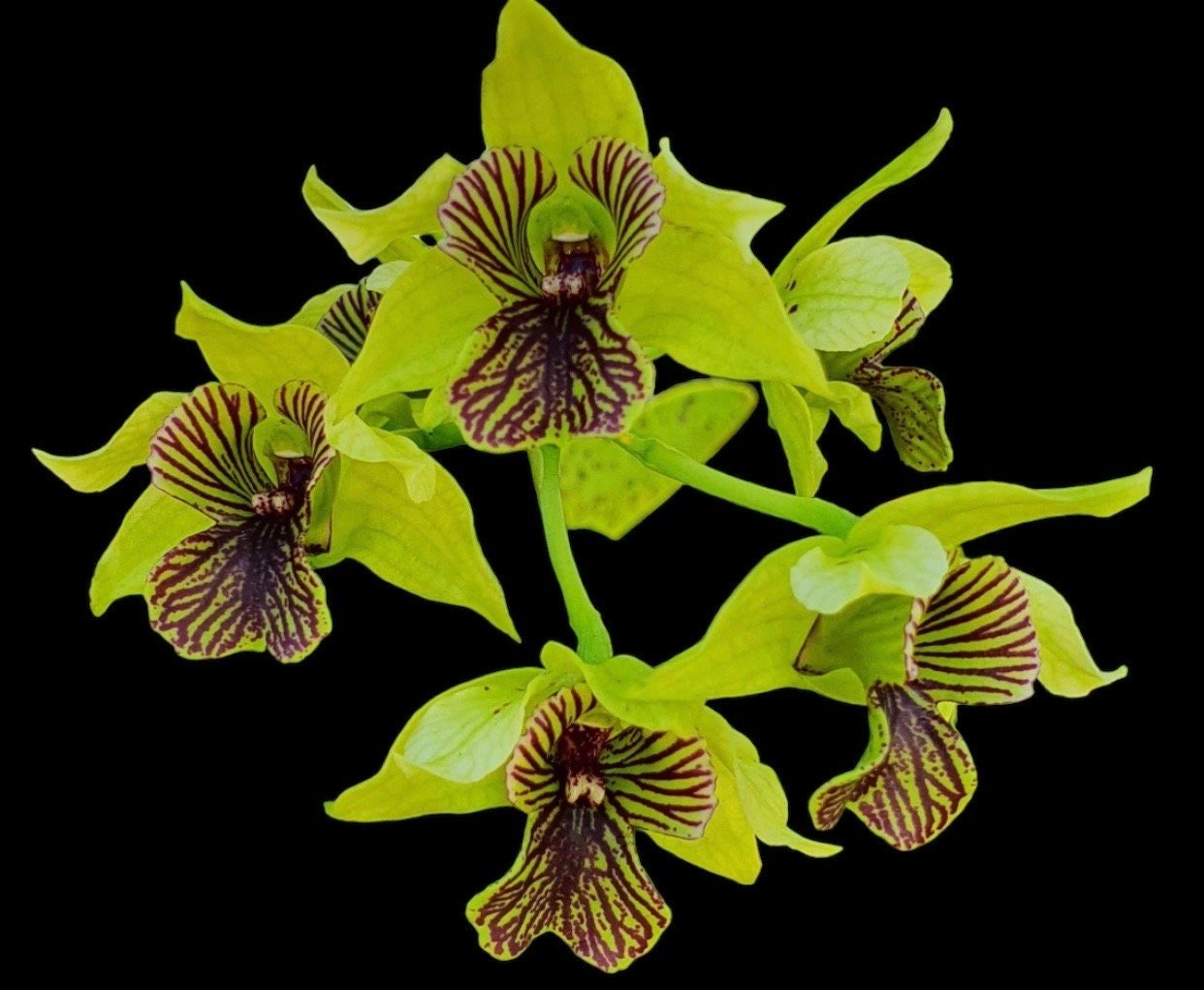 Dendrobium Green Flash (Andree Millar x convolutum) (3.5” pot ...