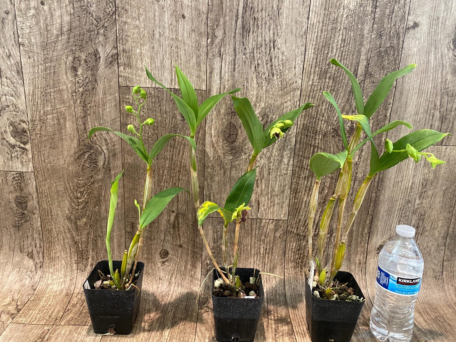 Dendrobium Green Flash (Andree Millar x convolutum) (3.5” pot ...