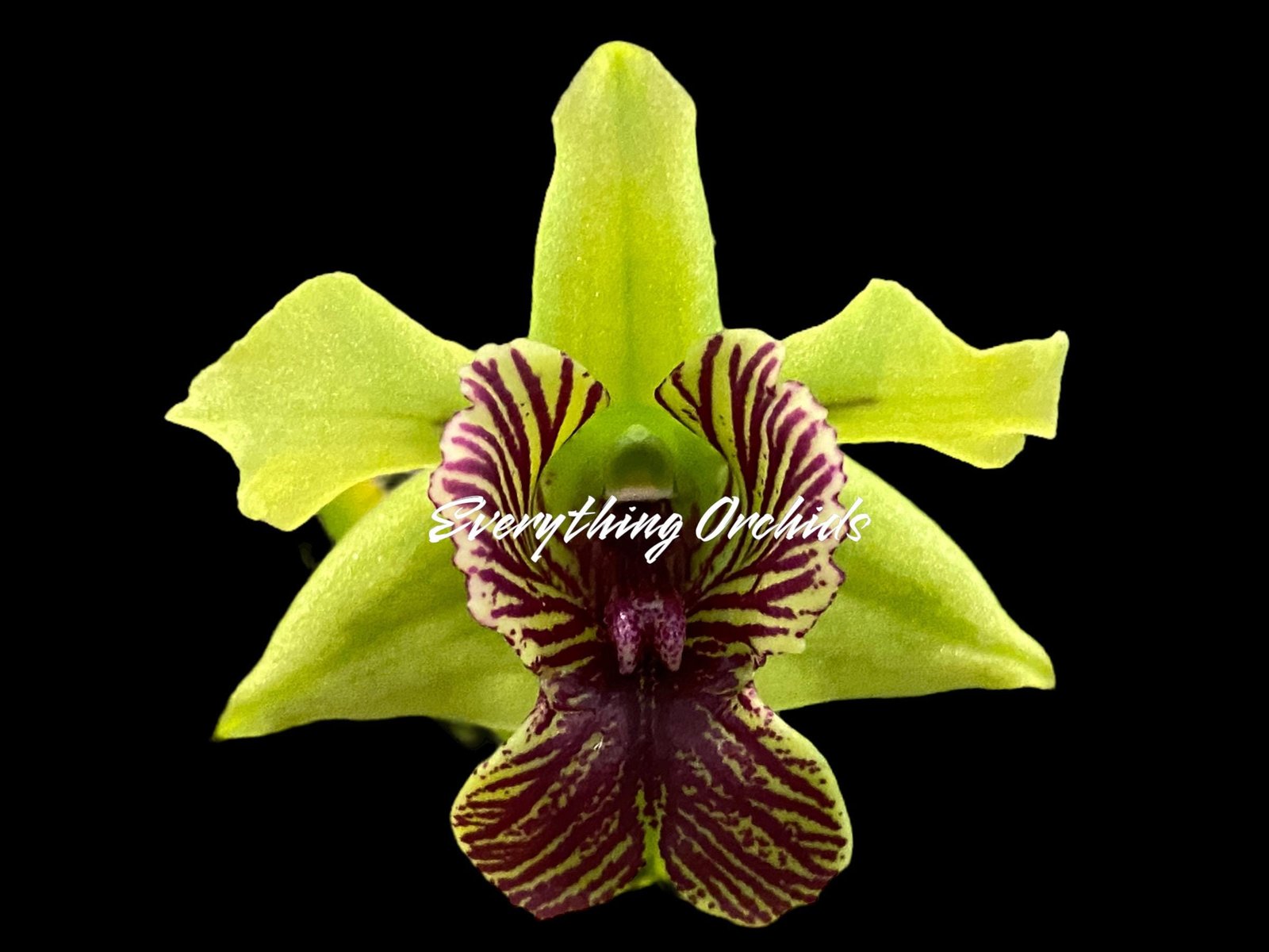 Dendrobium Green Flash (Andree Millar x convolutum) (3.5” pot ...