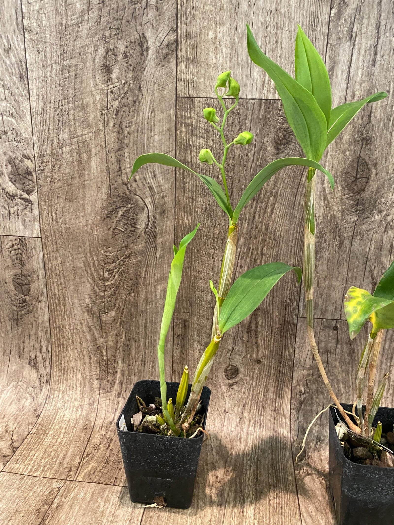 Dendrobium Green Flash (Andree Millar x convolutum) (3.5” pot ...