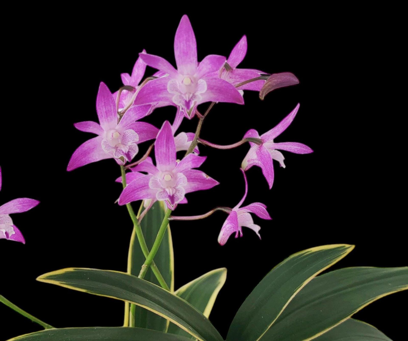 Dendrobium kingianum (variegated) (3.5” pot) - Everything Orchids