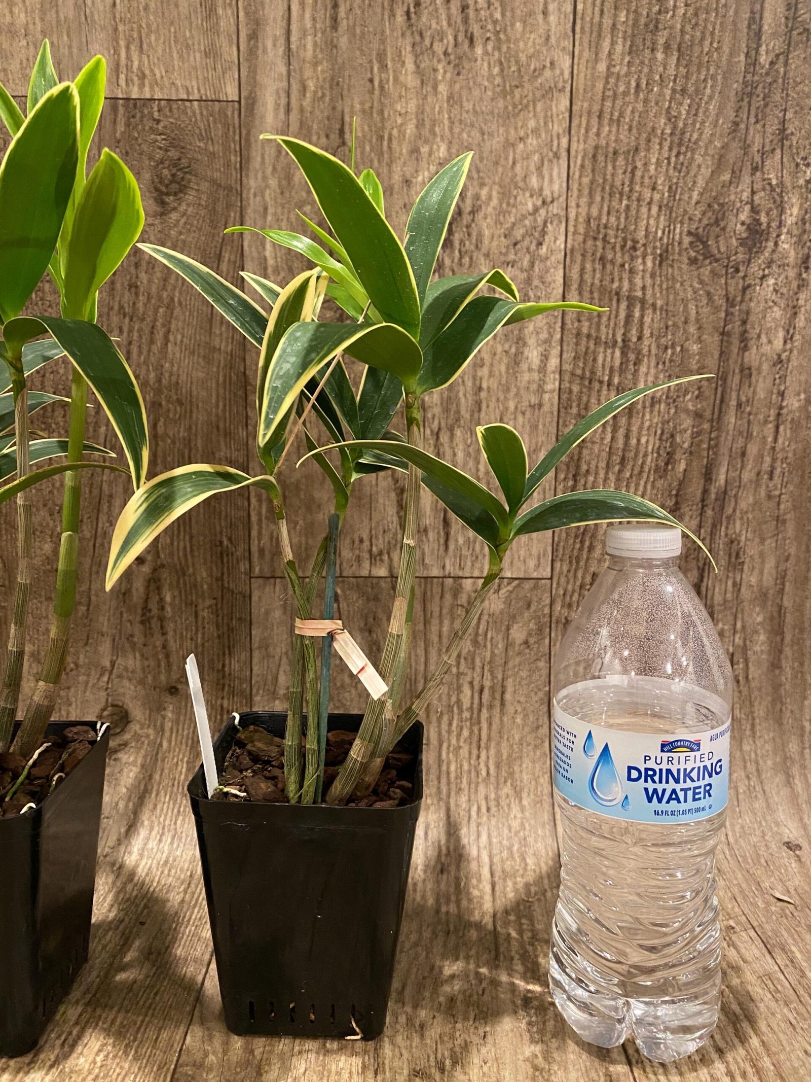 Dendrobium kingianum (variegated) (3.5” pot) - Everything Orchids
