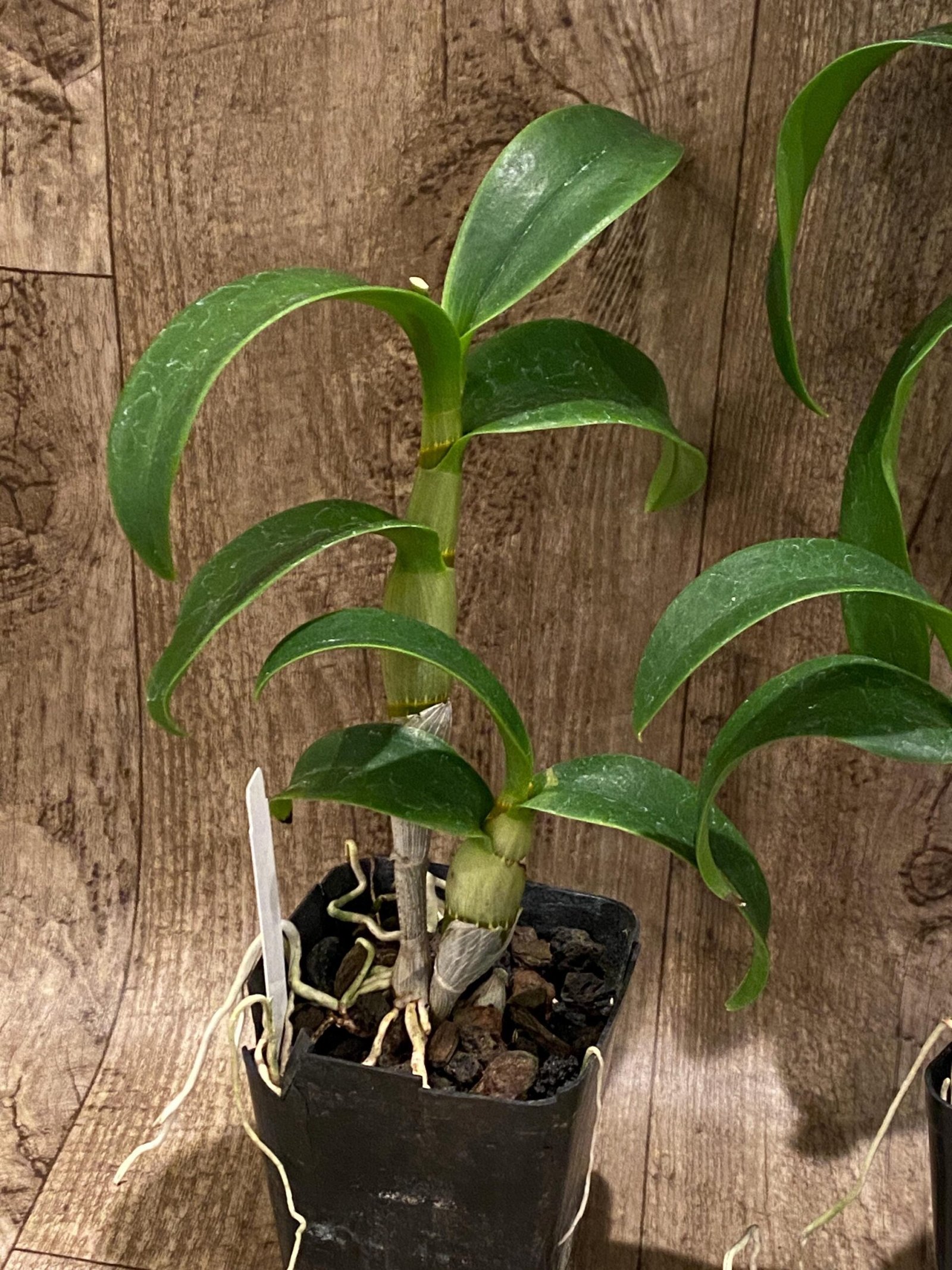 Dendrobium Morning Sun (3.5” pot) - Everything Orchids