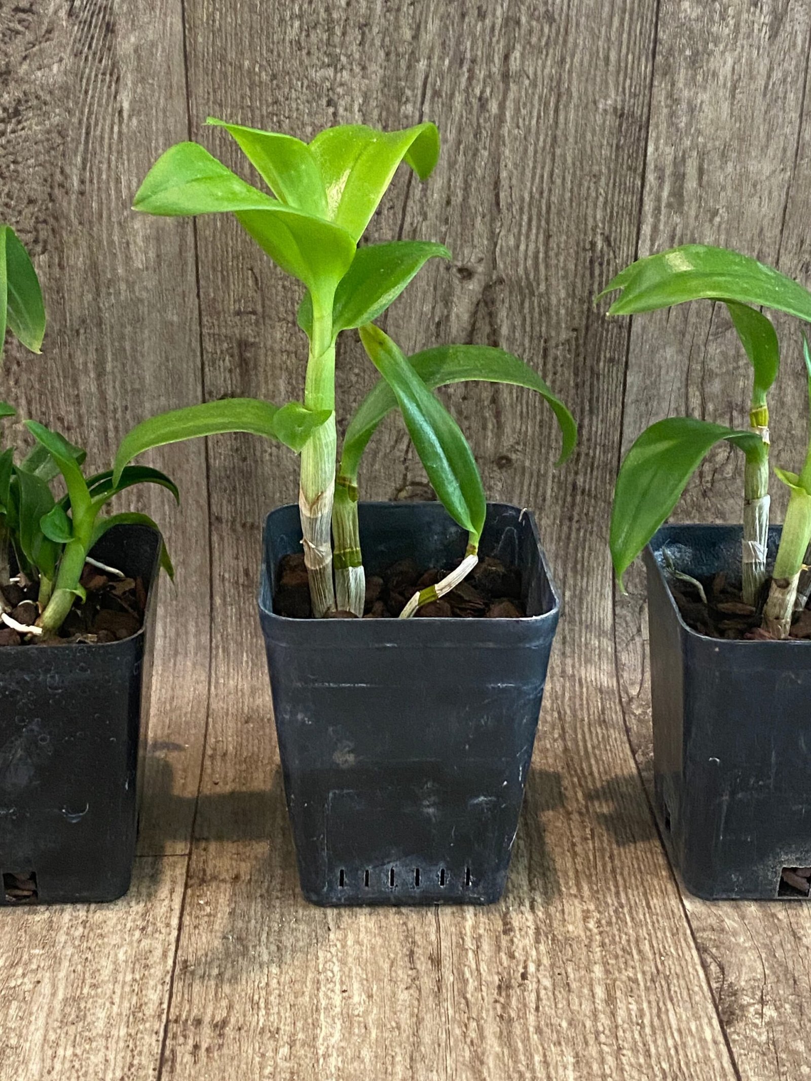 Dendrobium Popeye (3.5” pot) - Everything Orchids