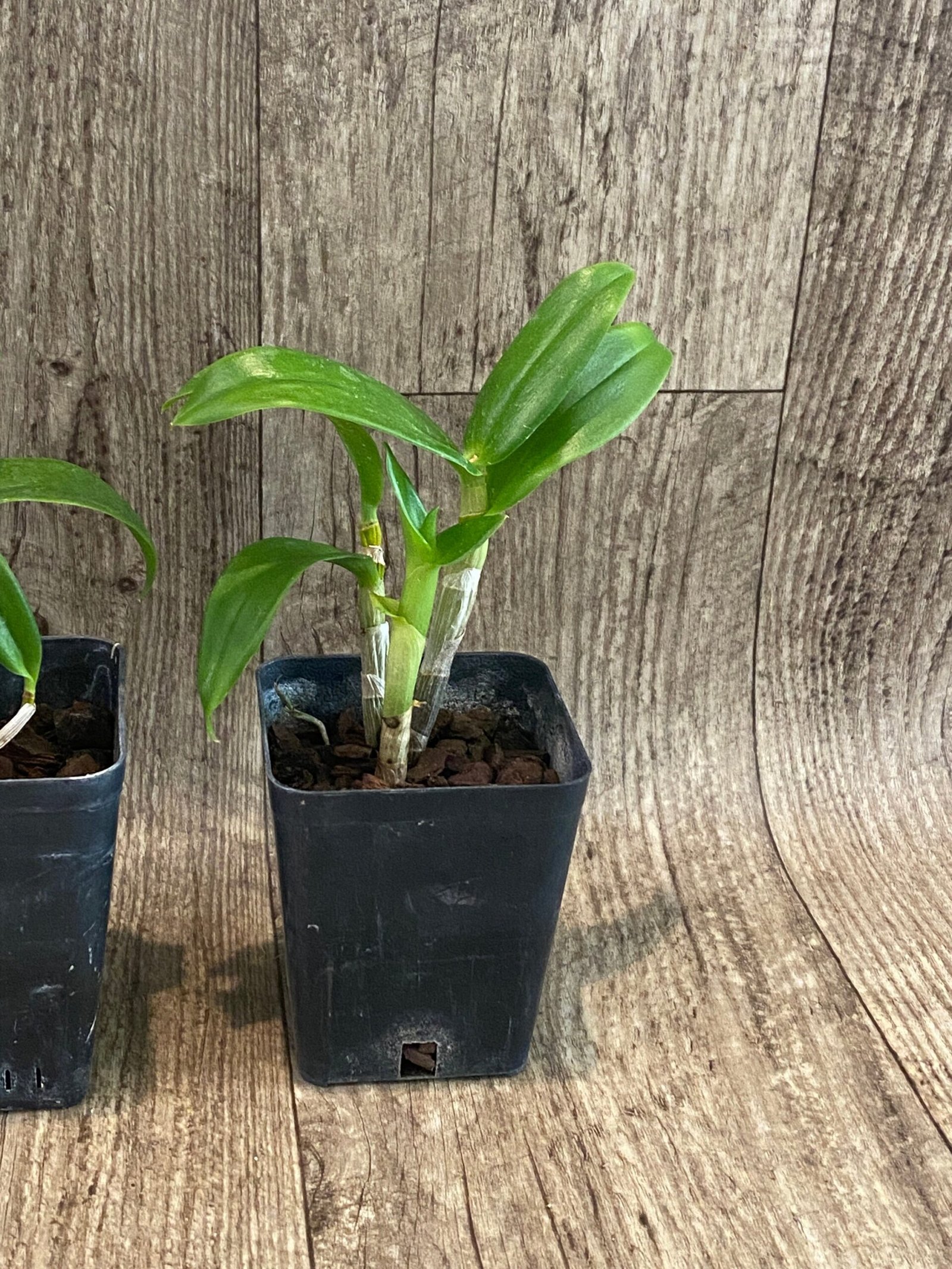 Dendrobium Popeye (3.5” pot) - Everything Orchids