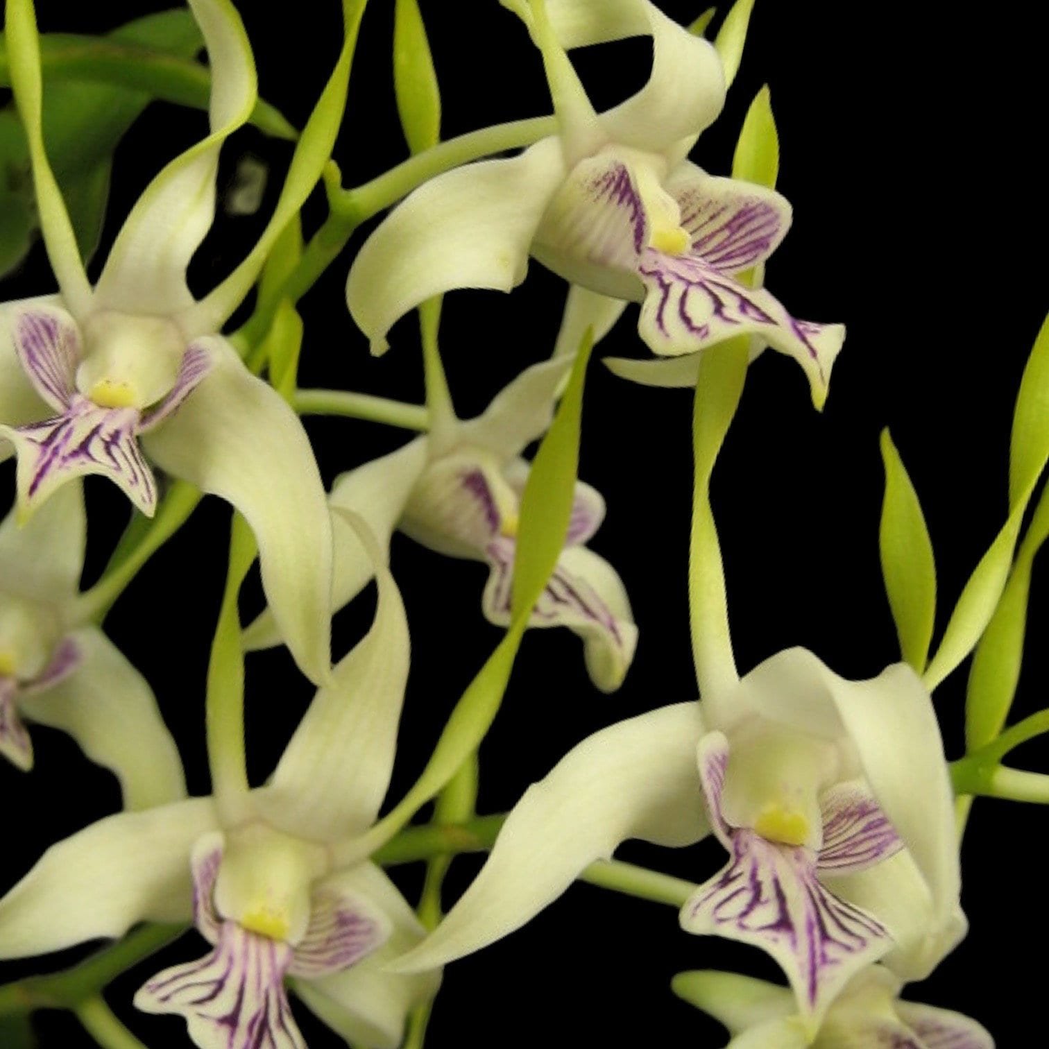 Dendrobium Samarai x self (3.5” pot) - Everything Orchids