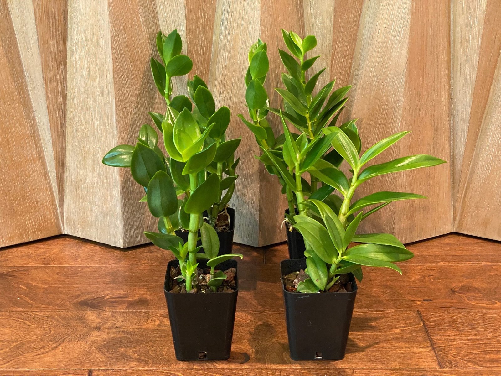 Dendrobium Samarai x self (3.5” pot) - Everything Orchids