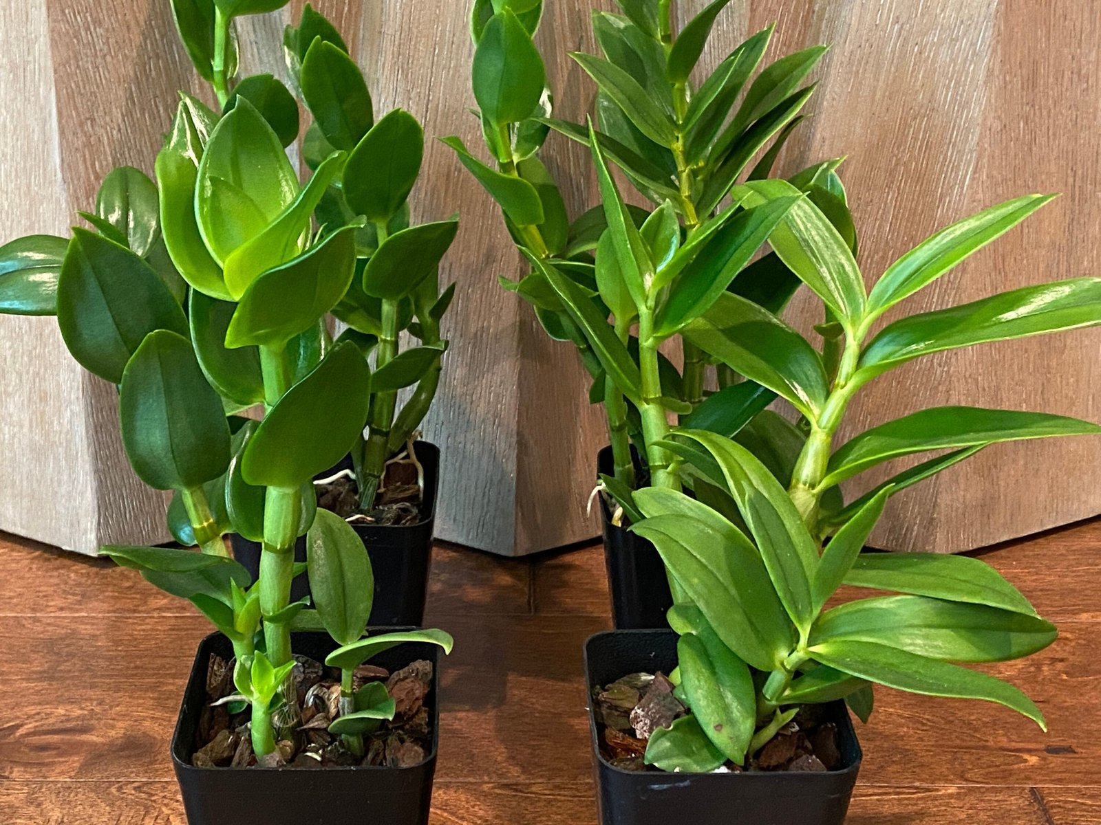 Dendrobium Samarai x self (3.5” pot) - Everything Orchids