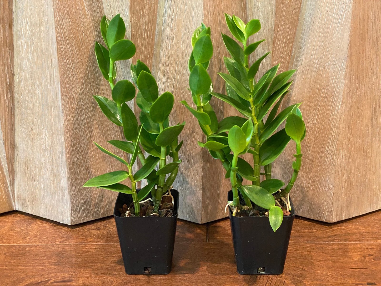 Dendrobium Samarai x self (3.5” pot) - Everything Orchids