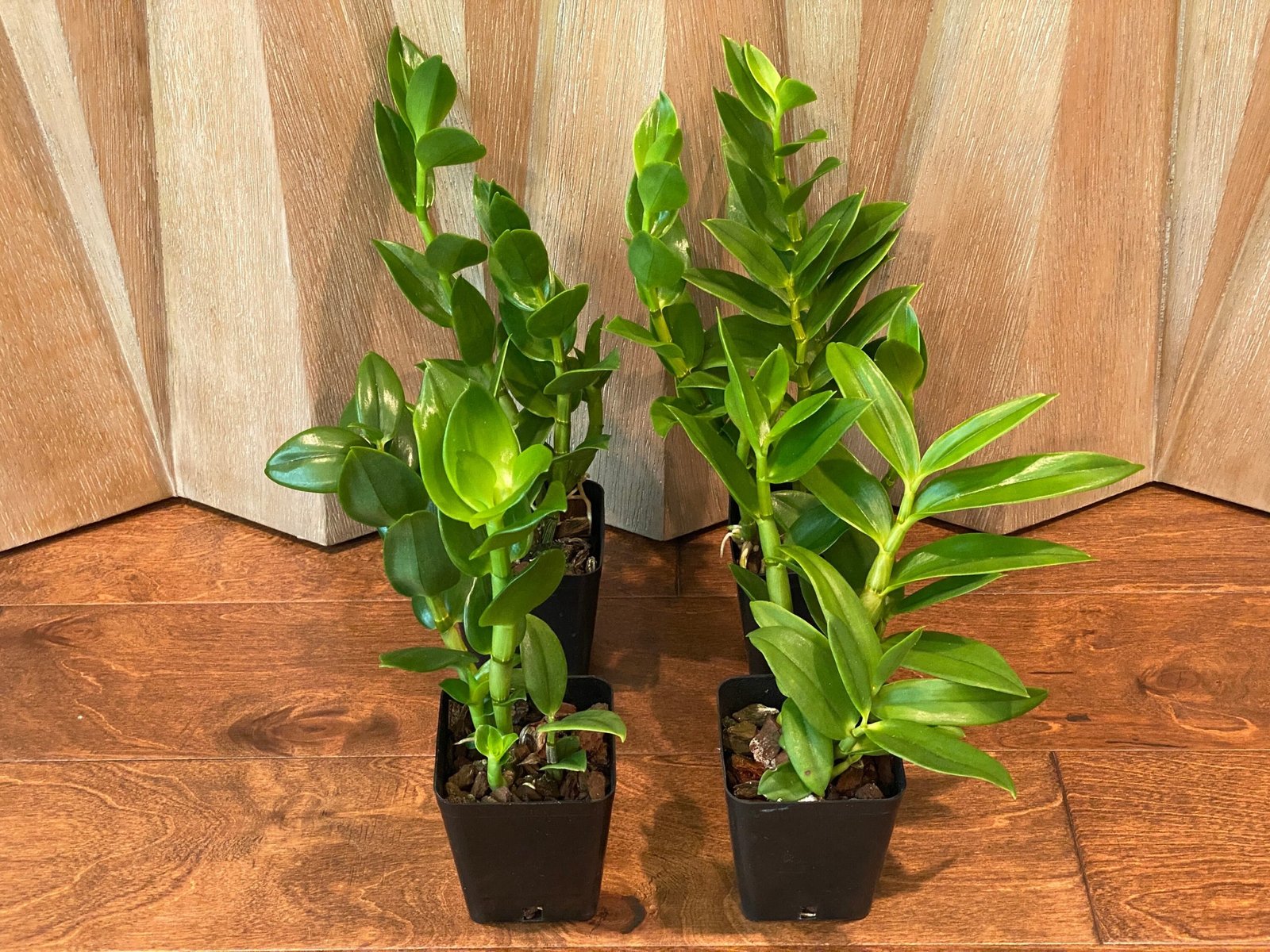 Dendrobium Samarai x self (3.5” pot) - Everything Orchids