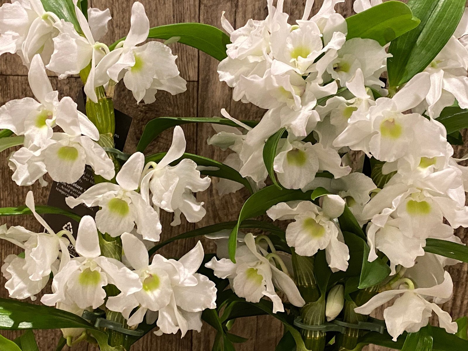 Dendrobium Spring Dream Apollon (3.5 pot) - Everything Orchids