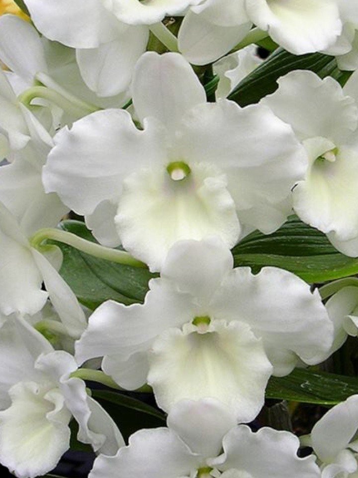 Dendrobium Spring Snow (4” pot) - Everything Orchids