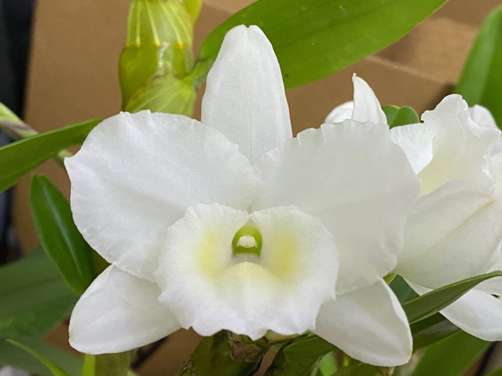 Dendrobium Spring Snow (4” pot) - Everything Orchids